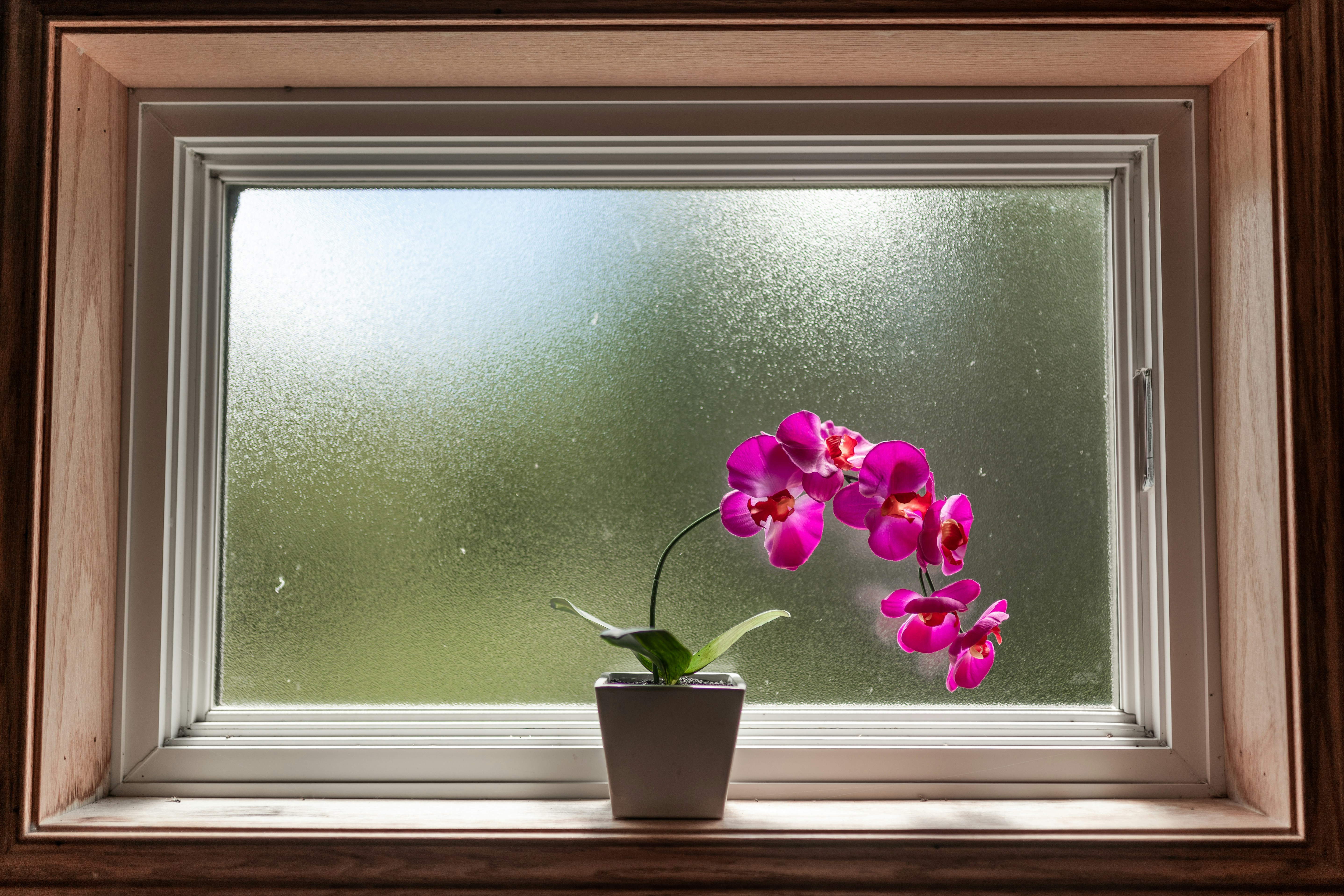 Flower in the window | a potted plant in front of a window