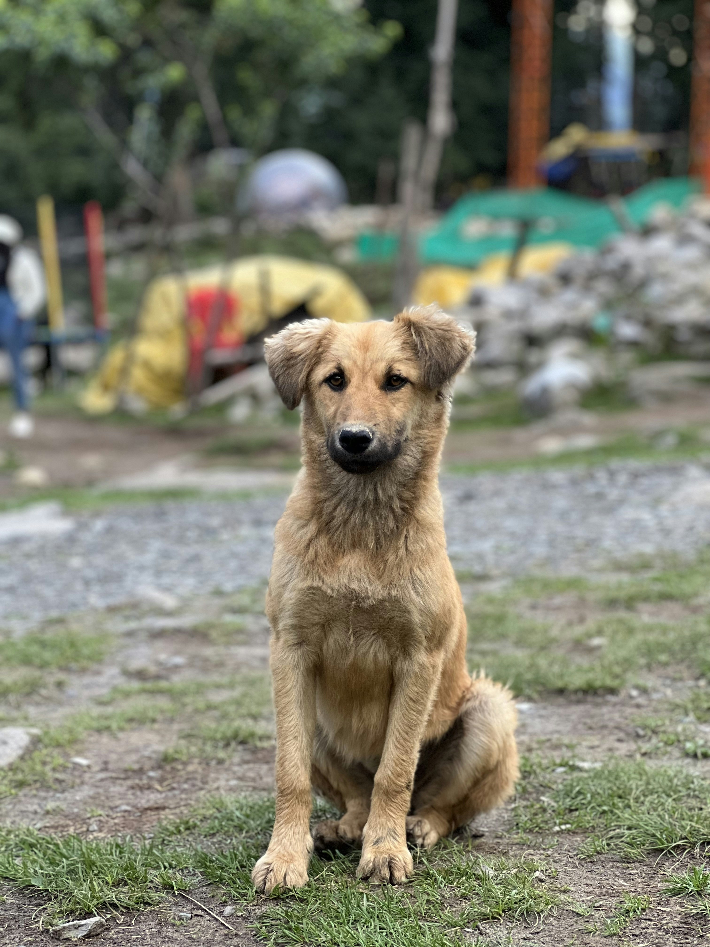 Golden Retriever Pup Posture in a Bustling Worksite