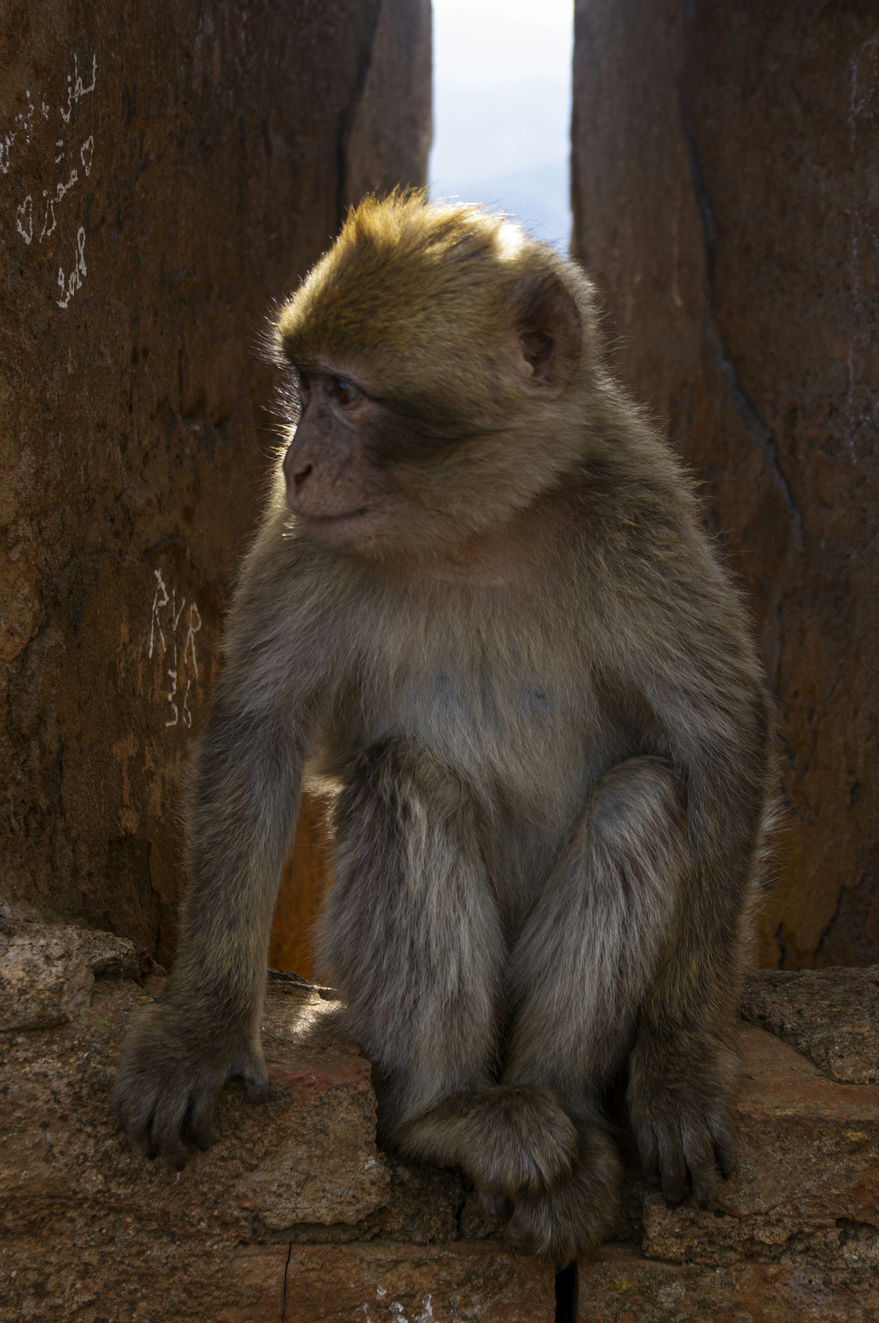 Barbary macaque sitting pensively on a stone wall, framed by ancient ruins. The warm light highlights its expressive features.