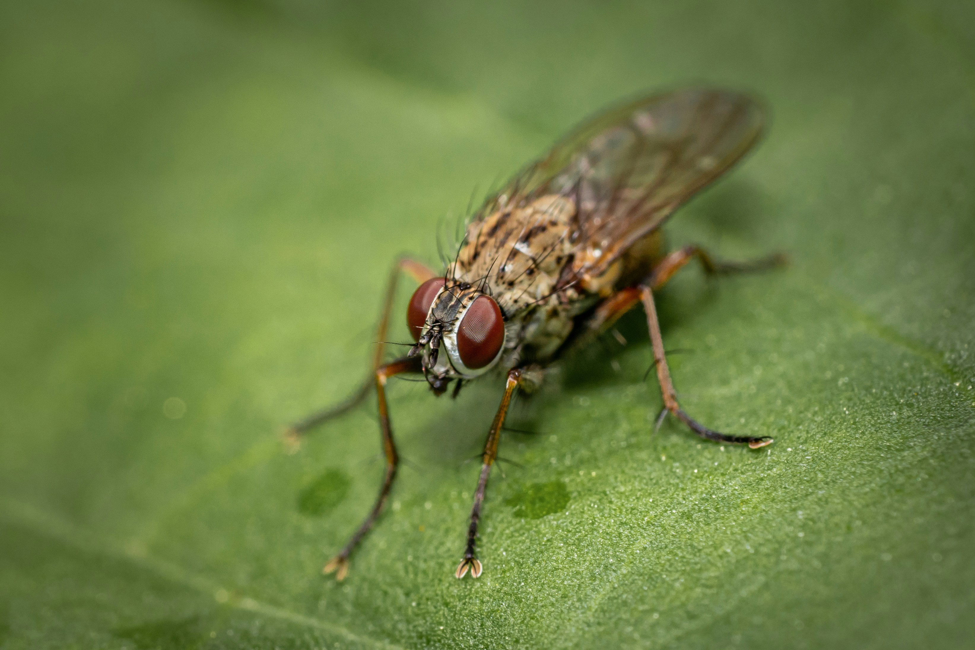 A close up of a fly photo – Free Fly Image on Unsplash