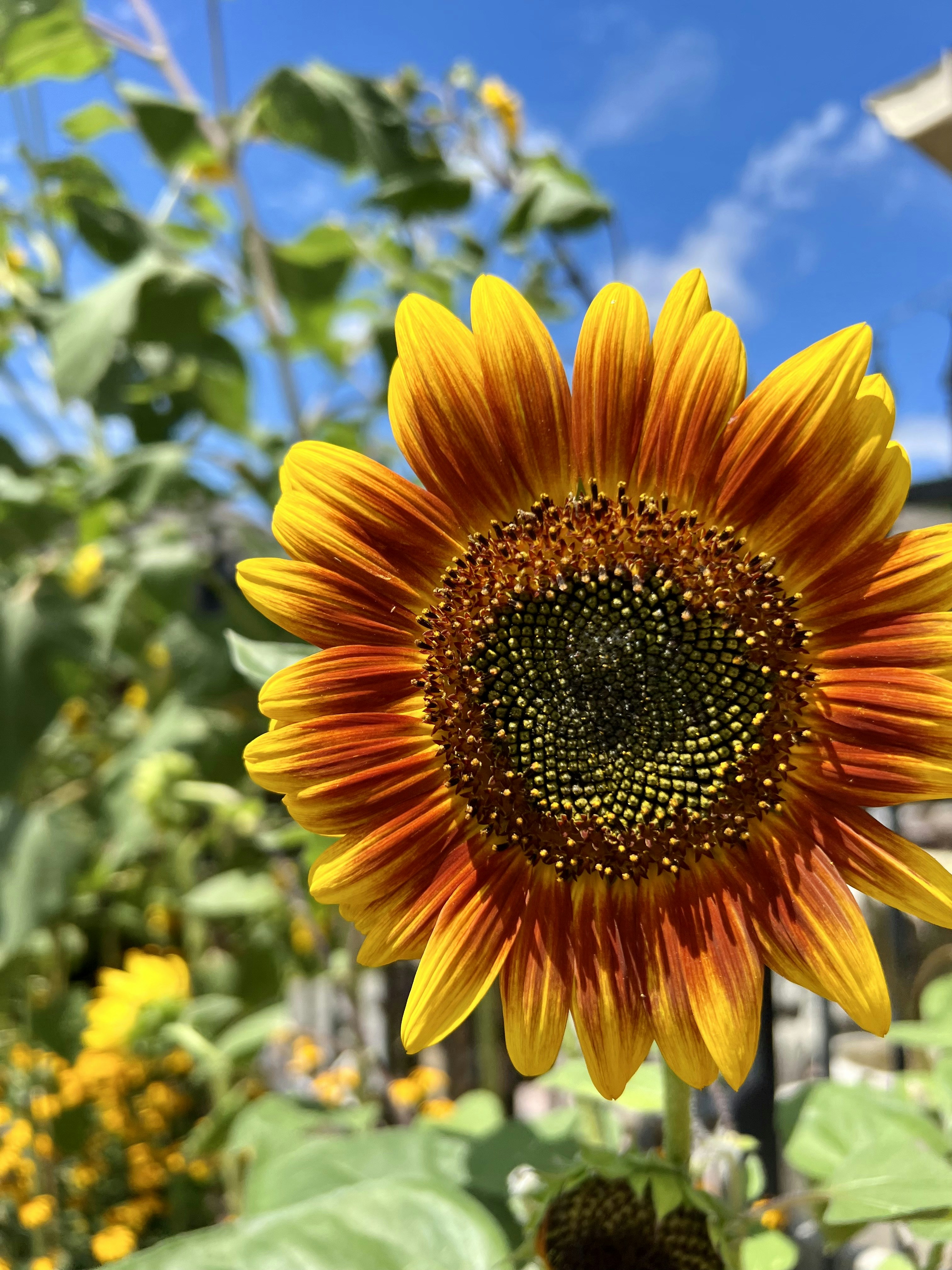 Vibrant sunflower with radiant orange and yellow petals against a clear blue sky, showcasing nature's artistry.