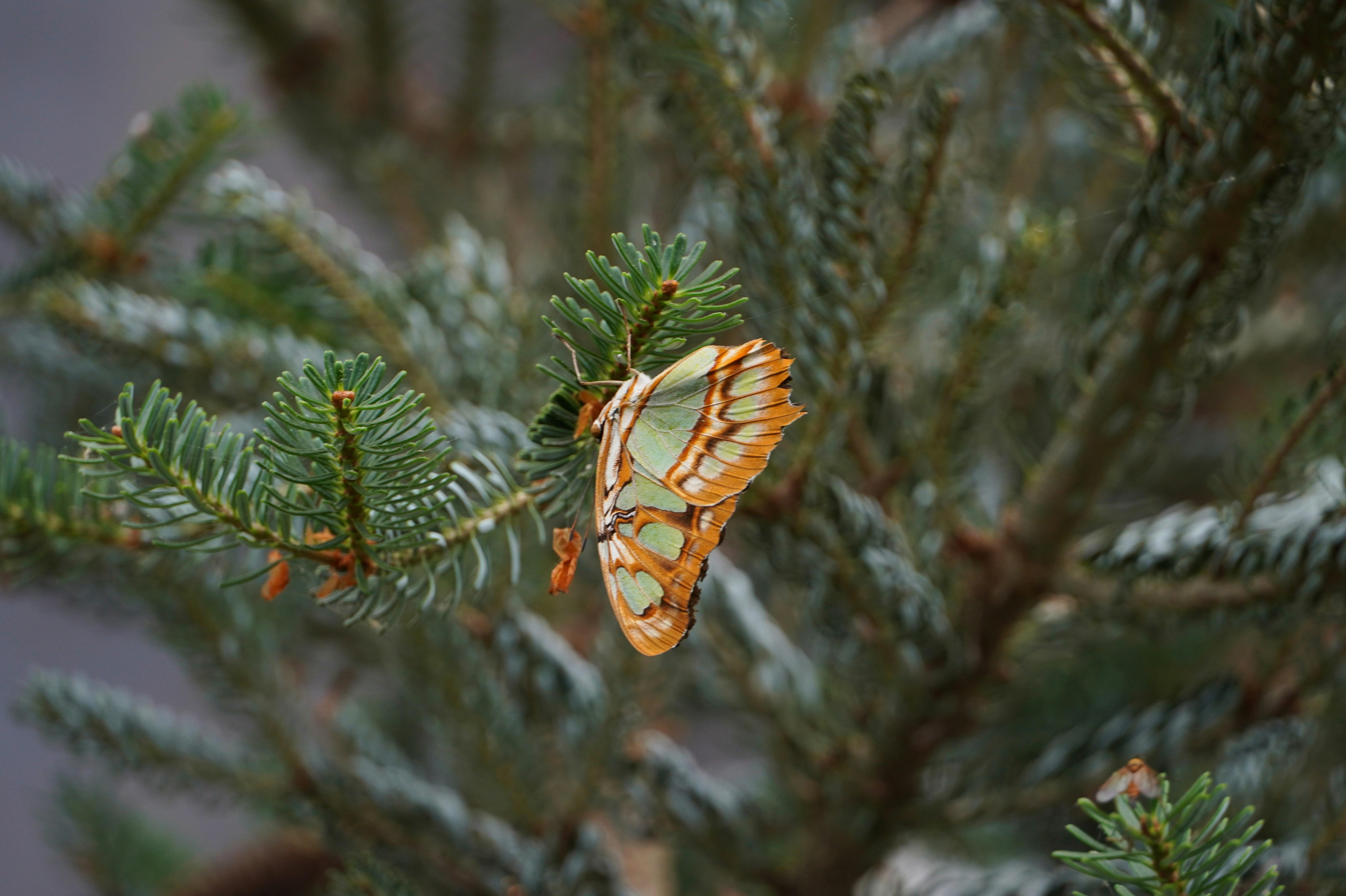 Orange-Winged Butterfly Resting on Frosted Pine Needles