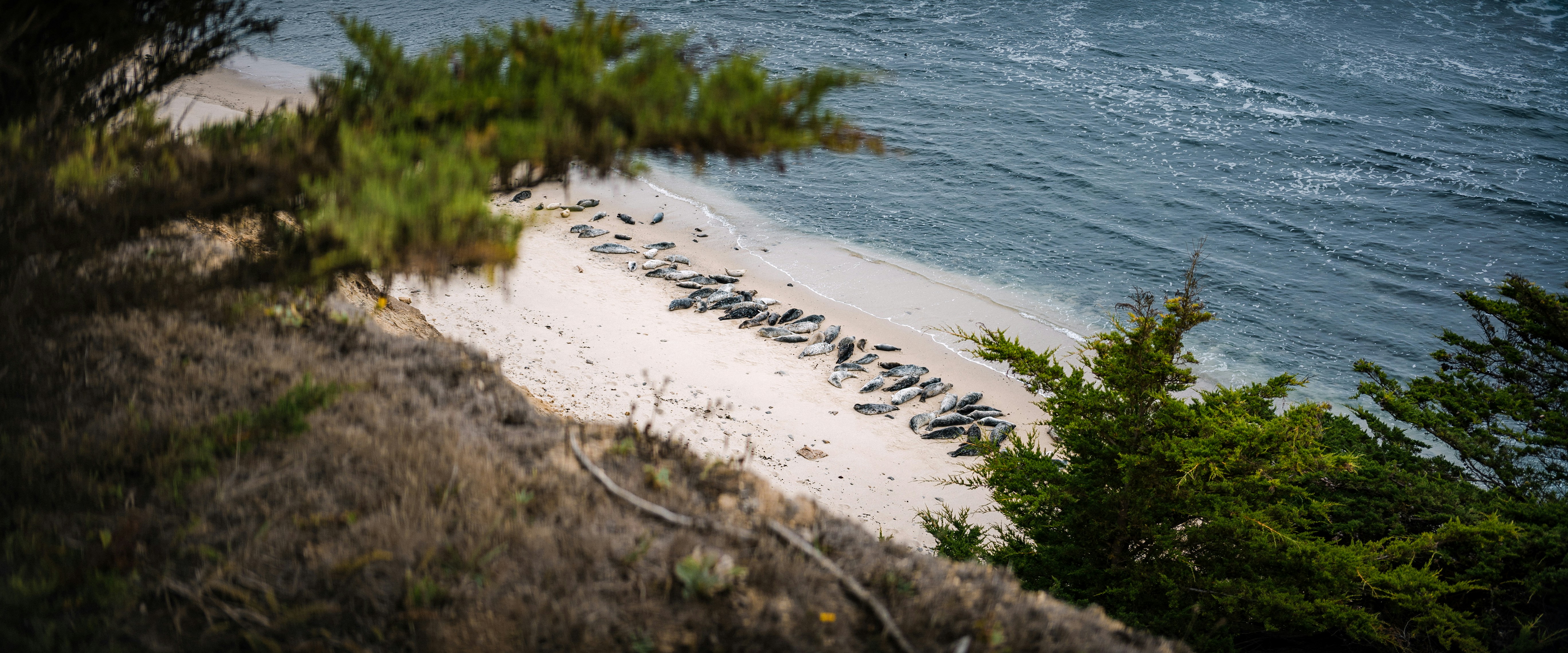 Una playa con árboles y césped foto – Imagen de Gris gratuita en Unsplash