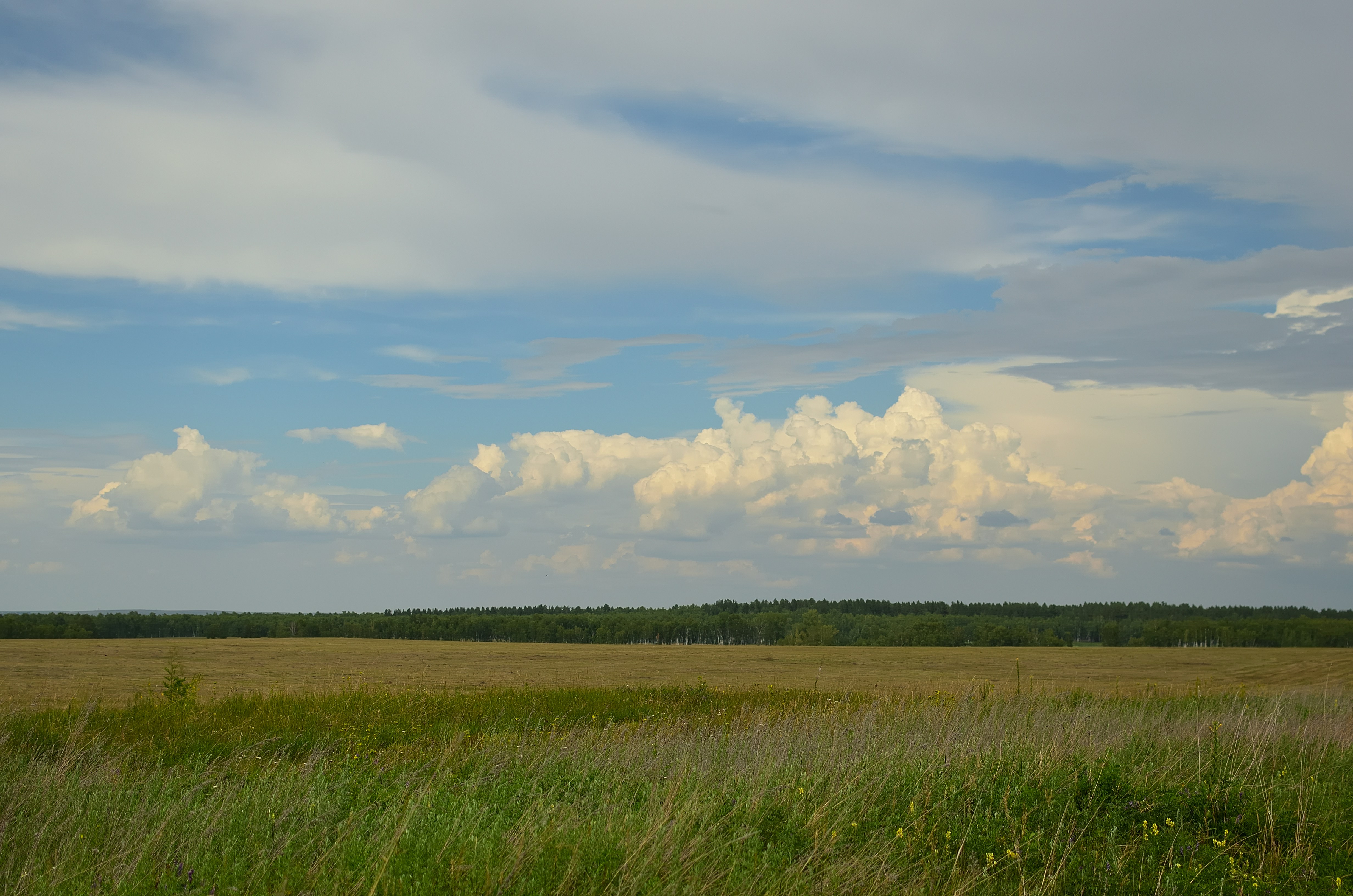 A large open field with trees in the background photo – Free Siberia ...