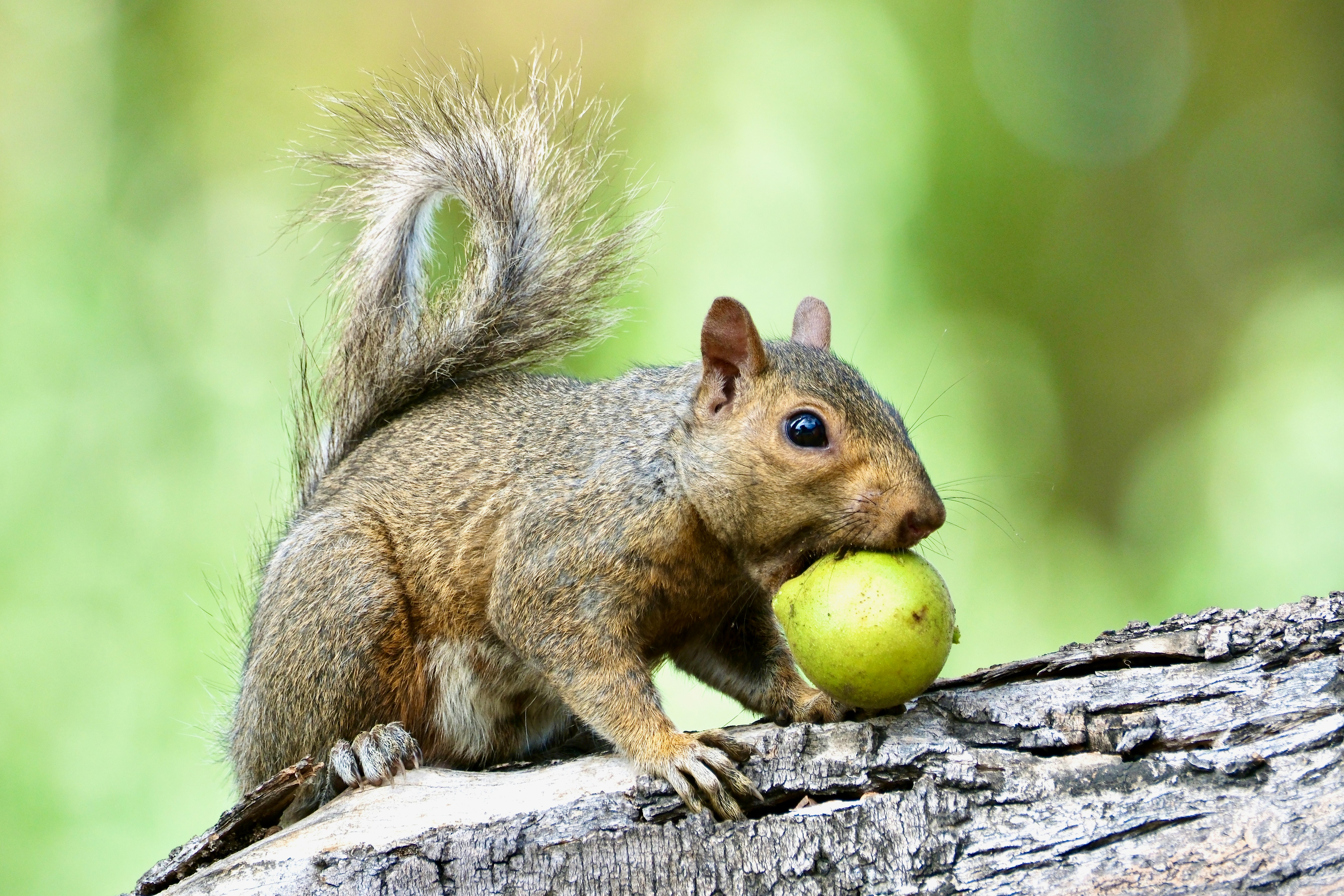 Squirrel perched on a log with a small green fruit in its mouth against a blurred green background.