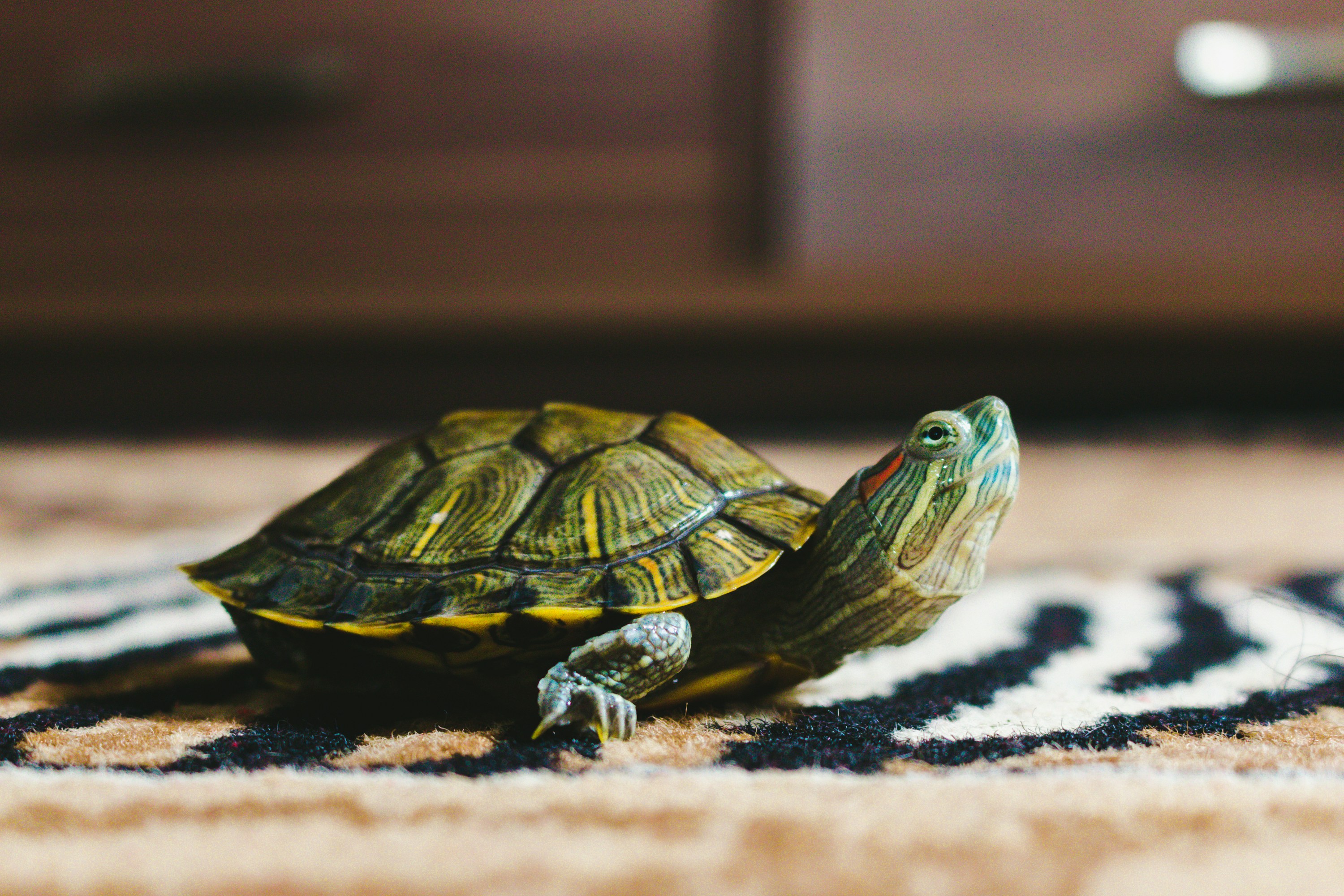 A green and yellow turtle photo – Free Reptile Image on Unsplash