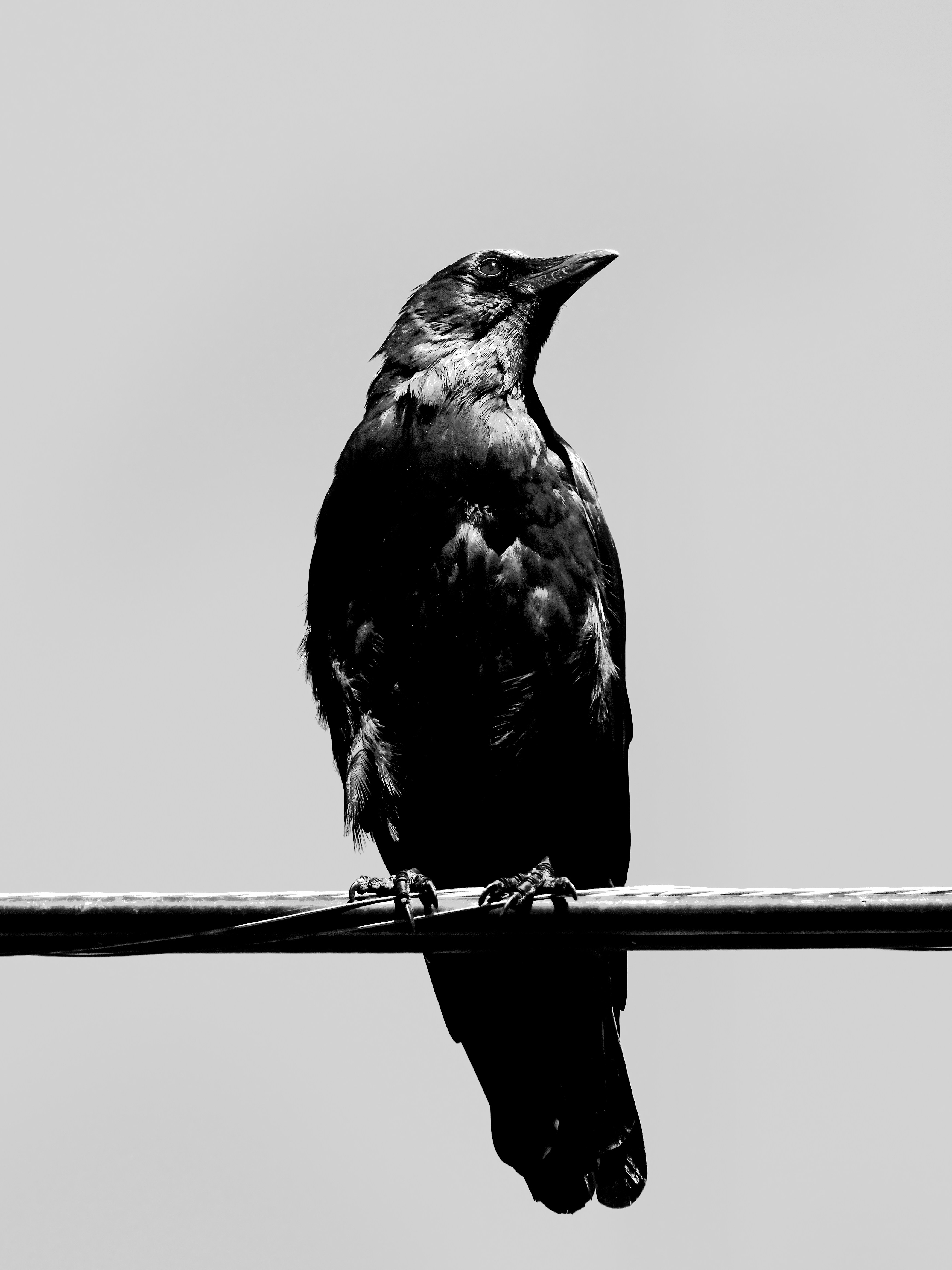 A crow resting on a power line | a black bird on a branch