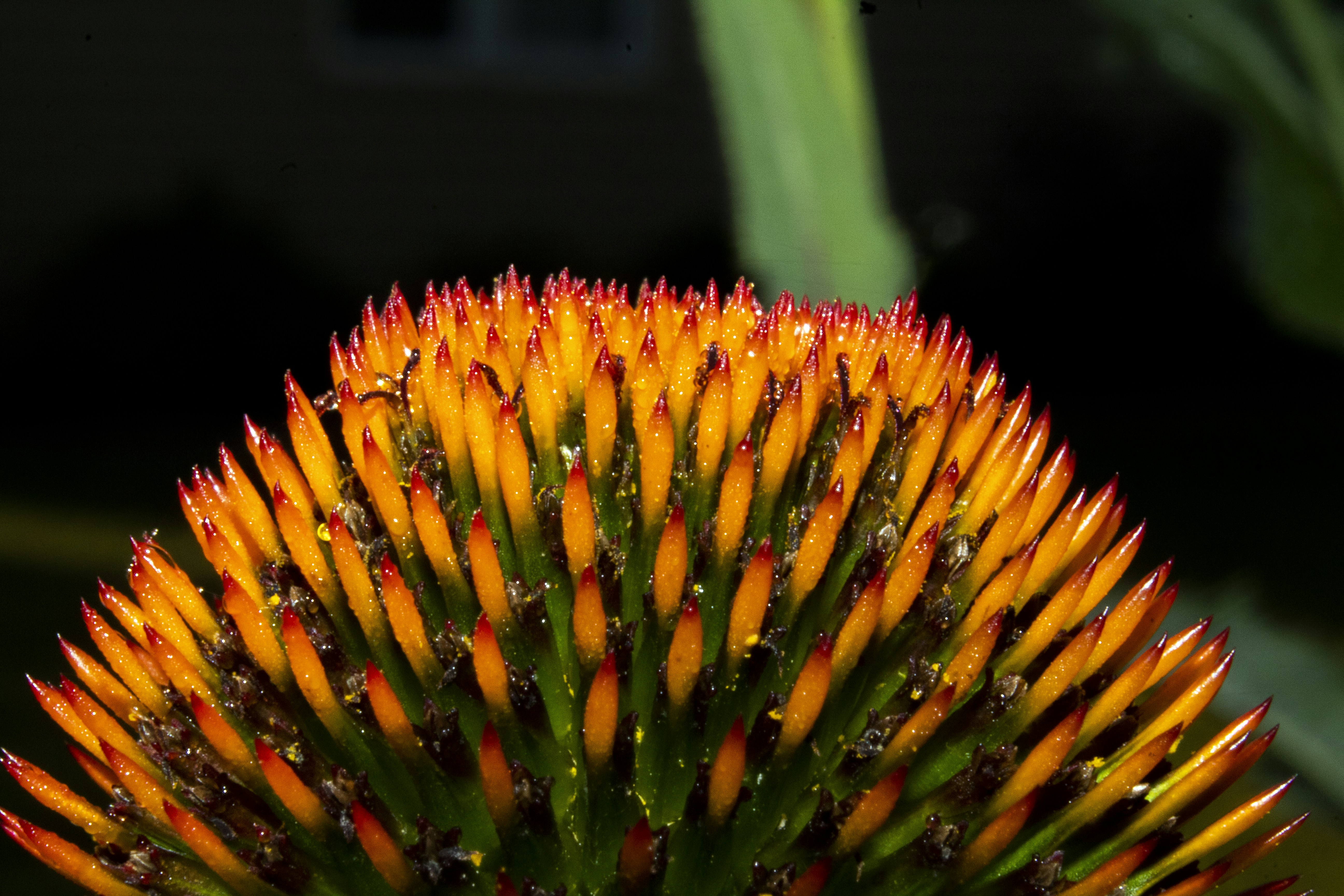 Gros plan d’une fleur photo – Image gratuite de Canada sur Unsplash