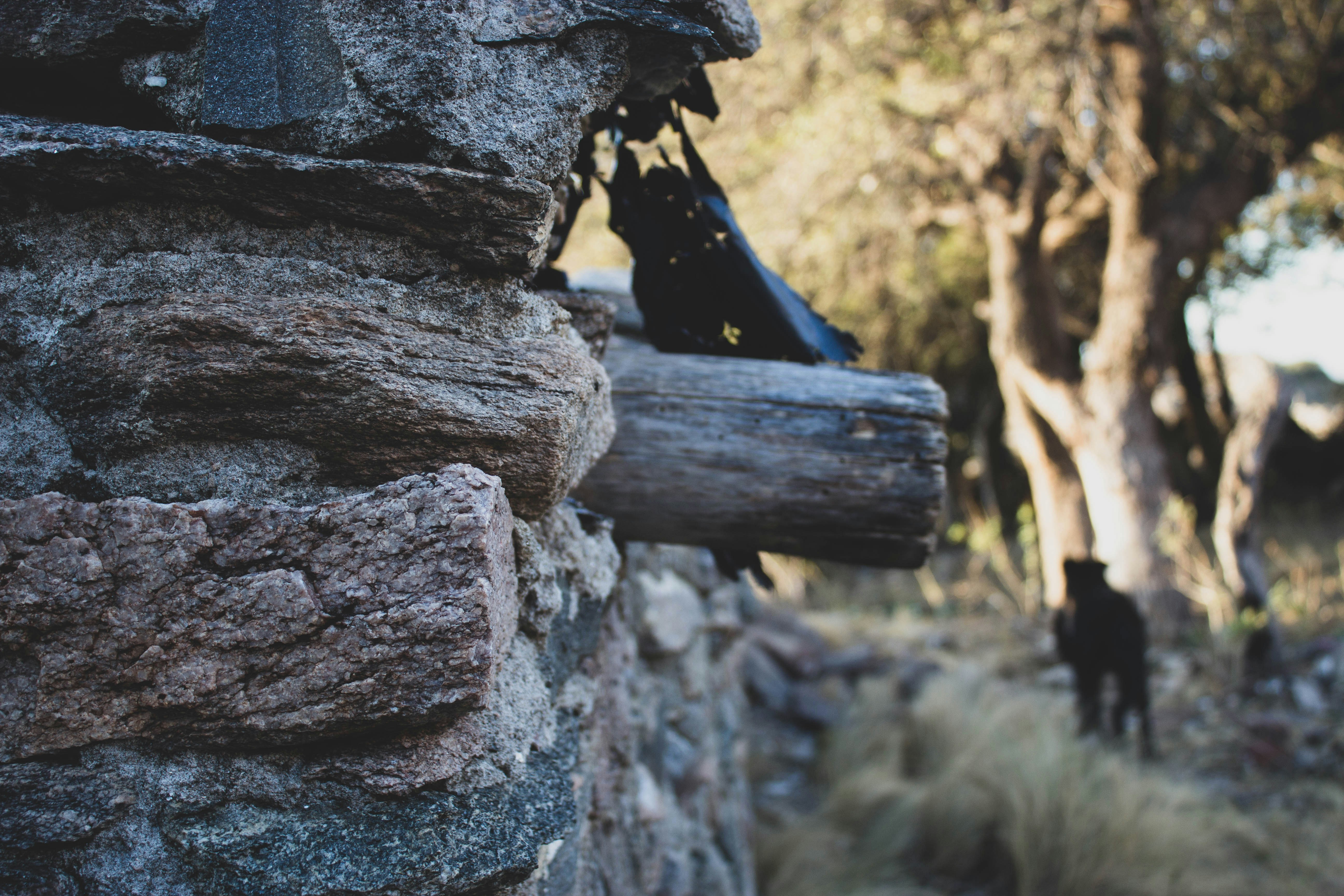 A black bear strolls along a path beside rugged stone ruins under dappled forest light.