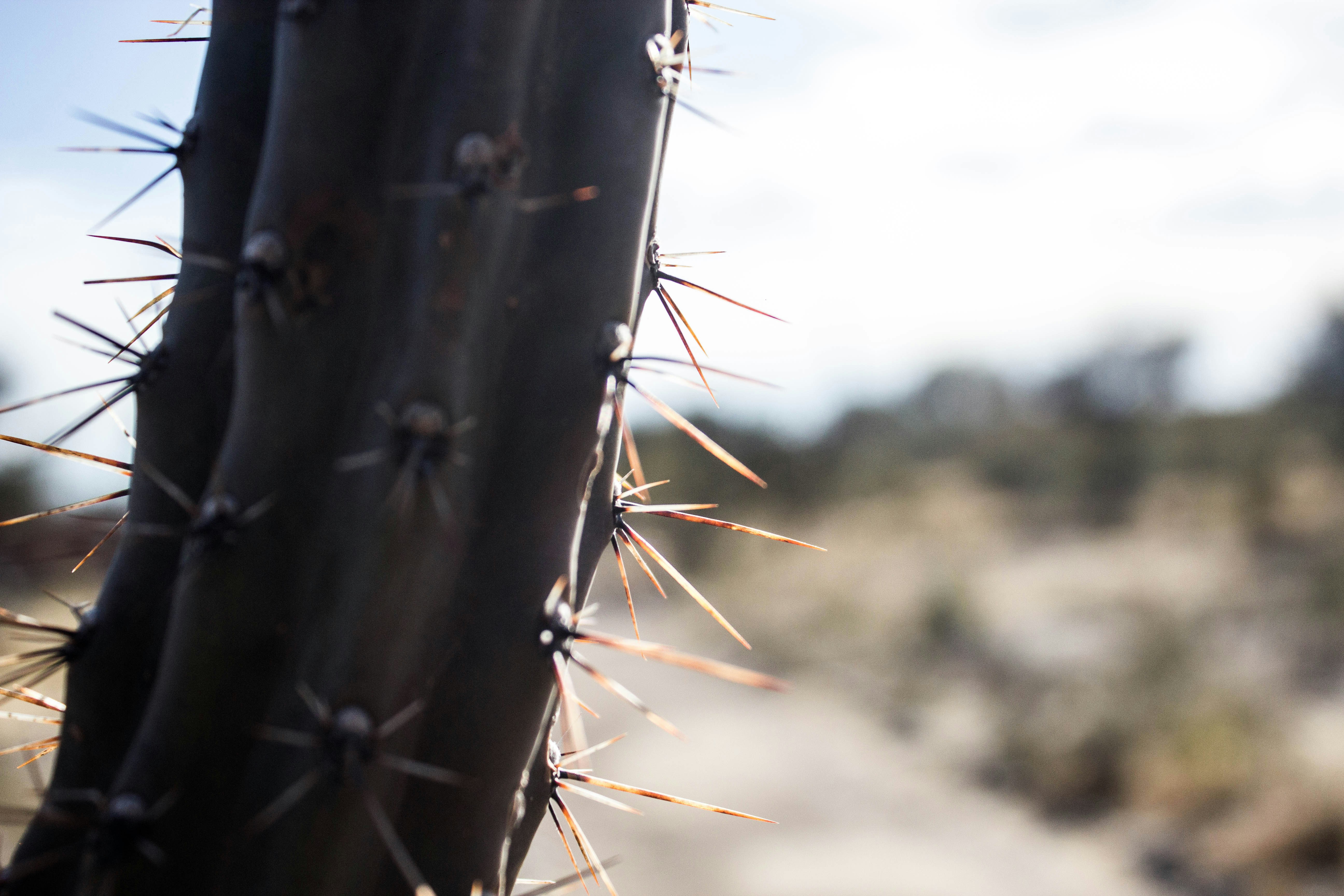 Spiked Sentinel: A Desert Cactus Close-Up with Blurred Horizon