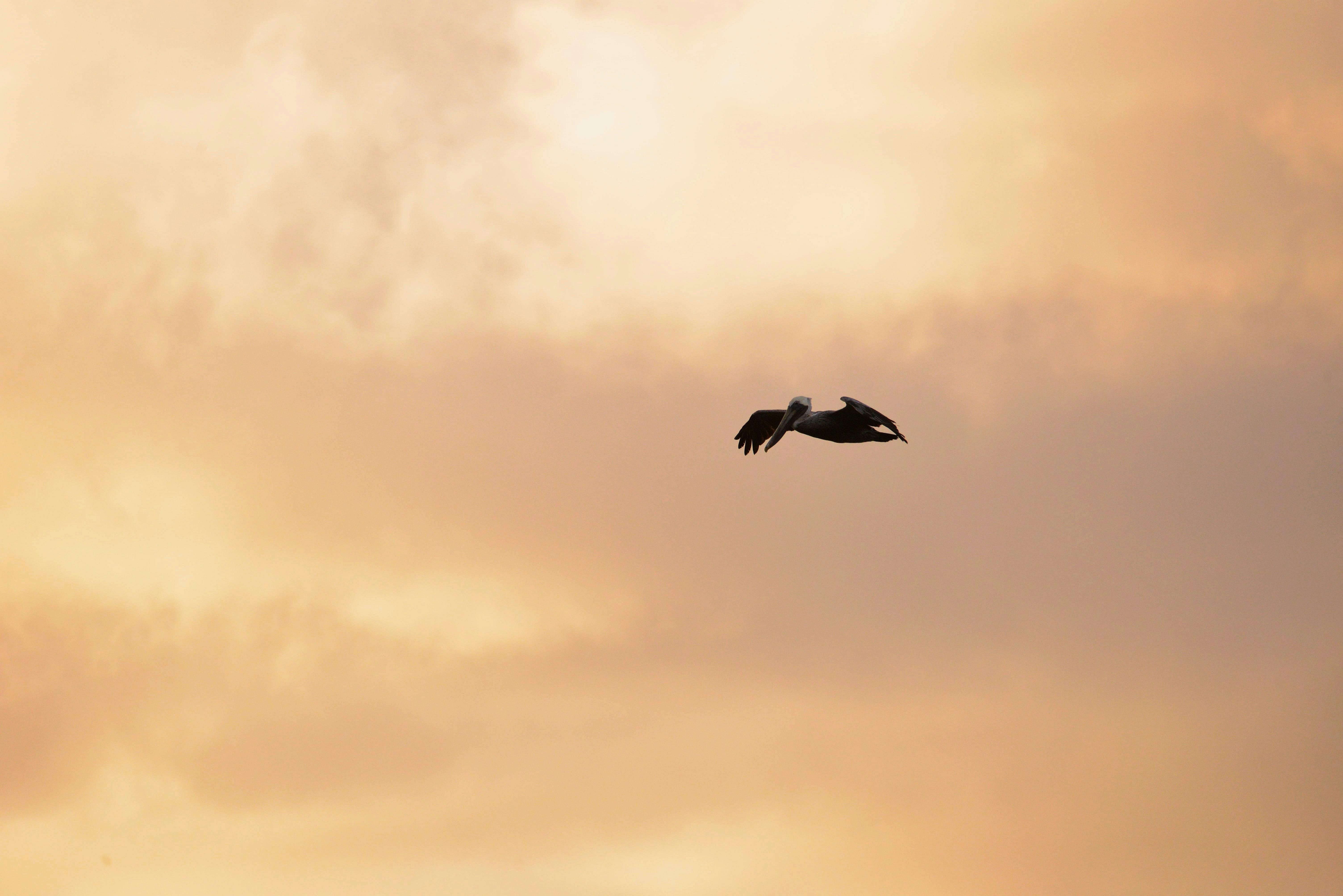 Midflight silhouette against a sunrise canvas
