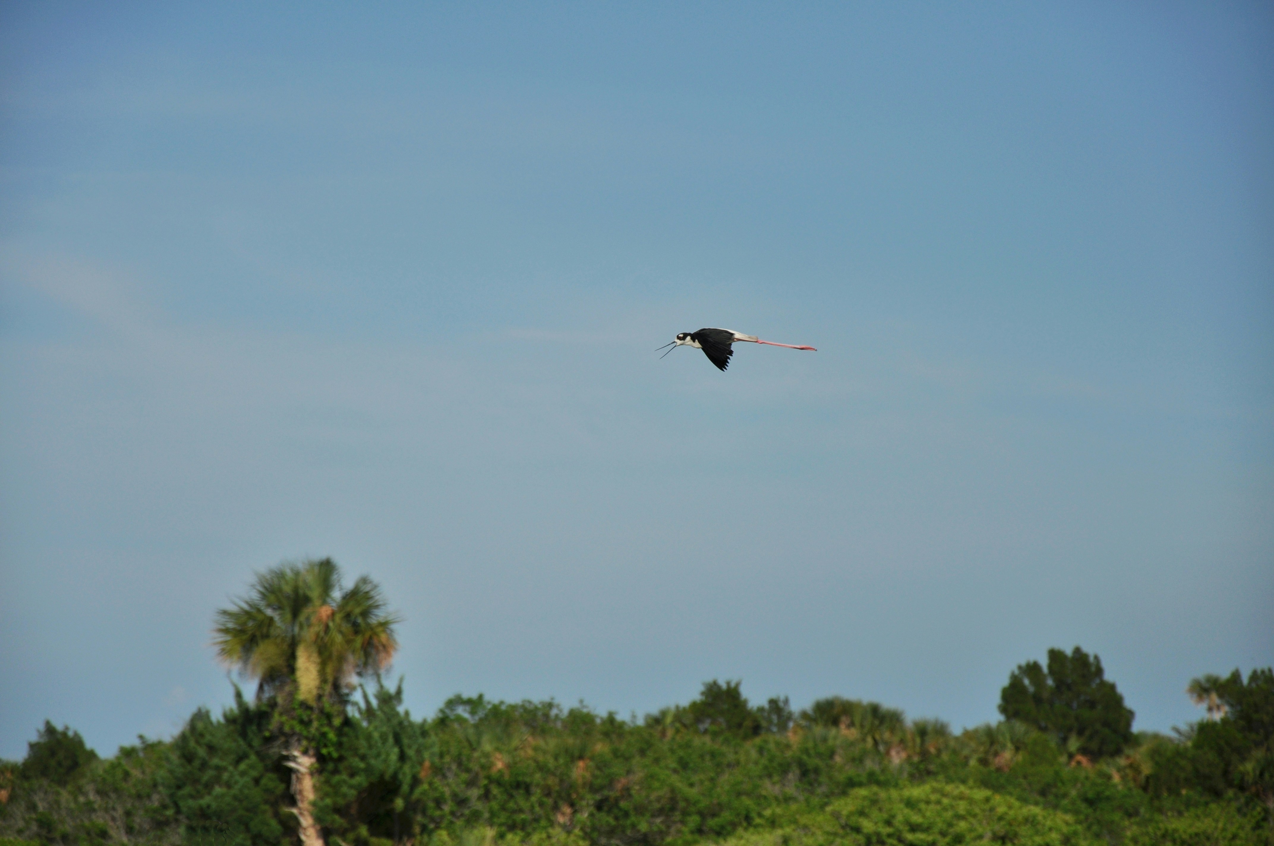 Midflight silhouette over a palm-fringed coastline