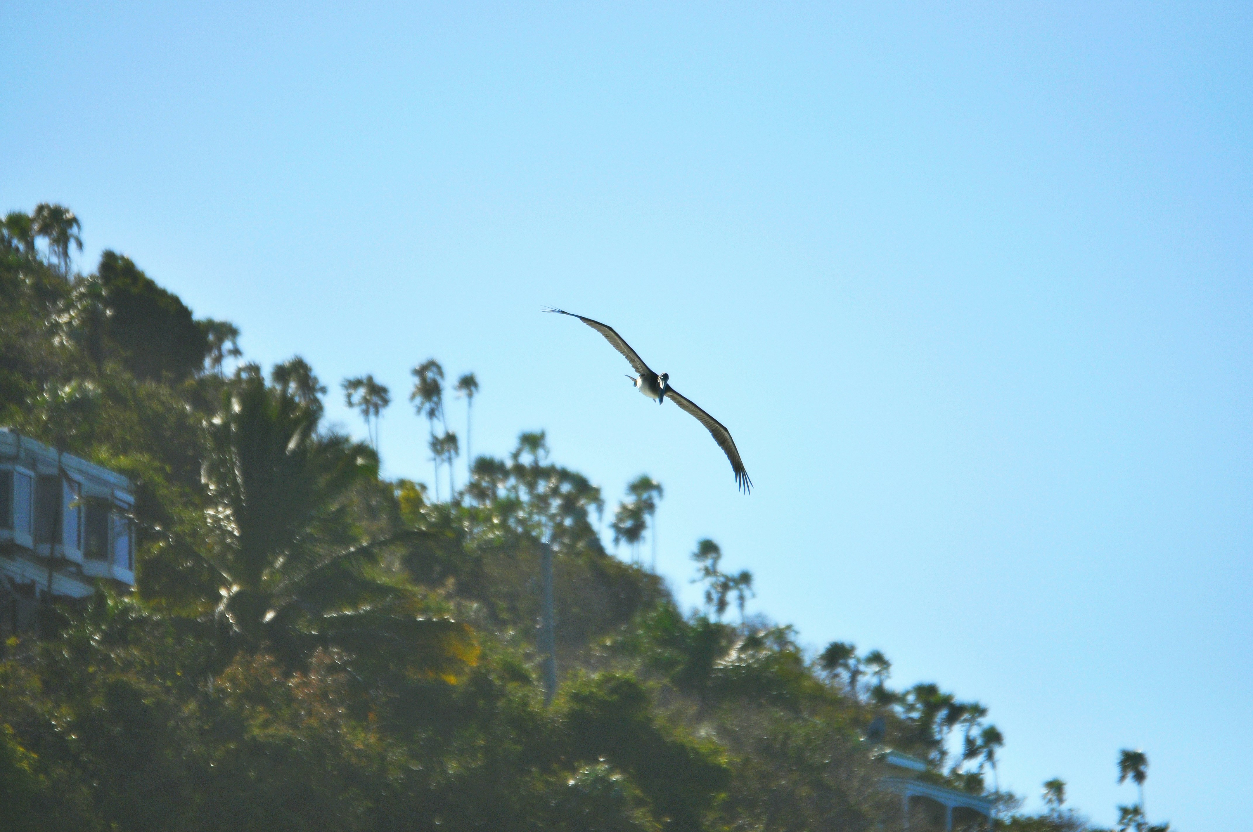 A bird flying over trees photo – Free St. thomas Image on Unsplash