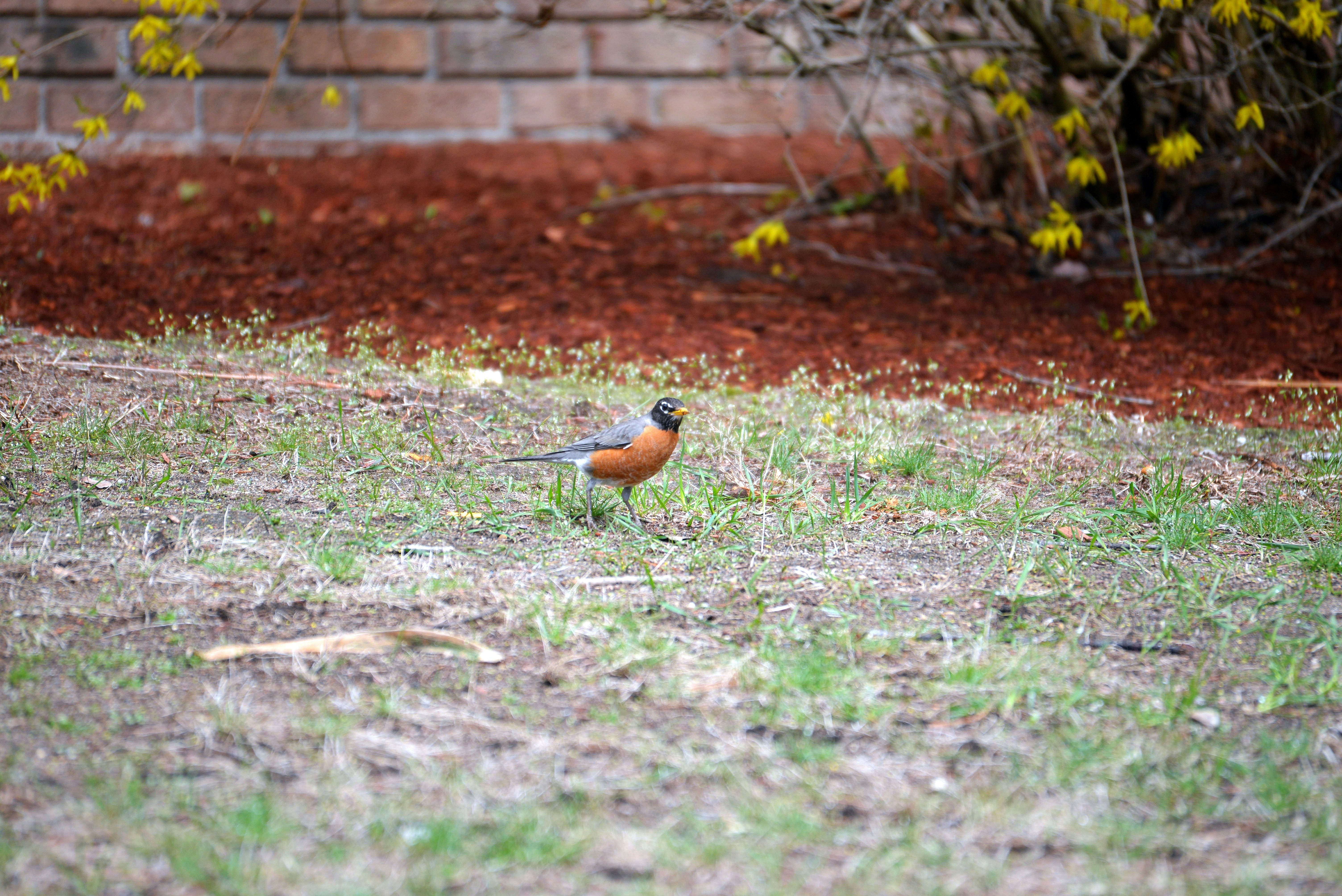 Robin on a Patch of Soil: A Quiet Moment by the Brick Wall