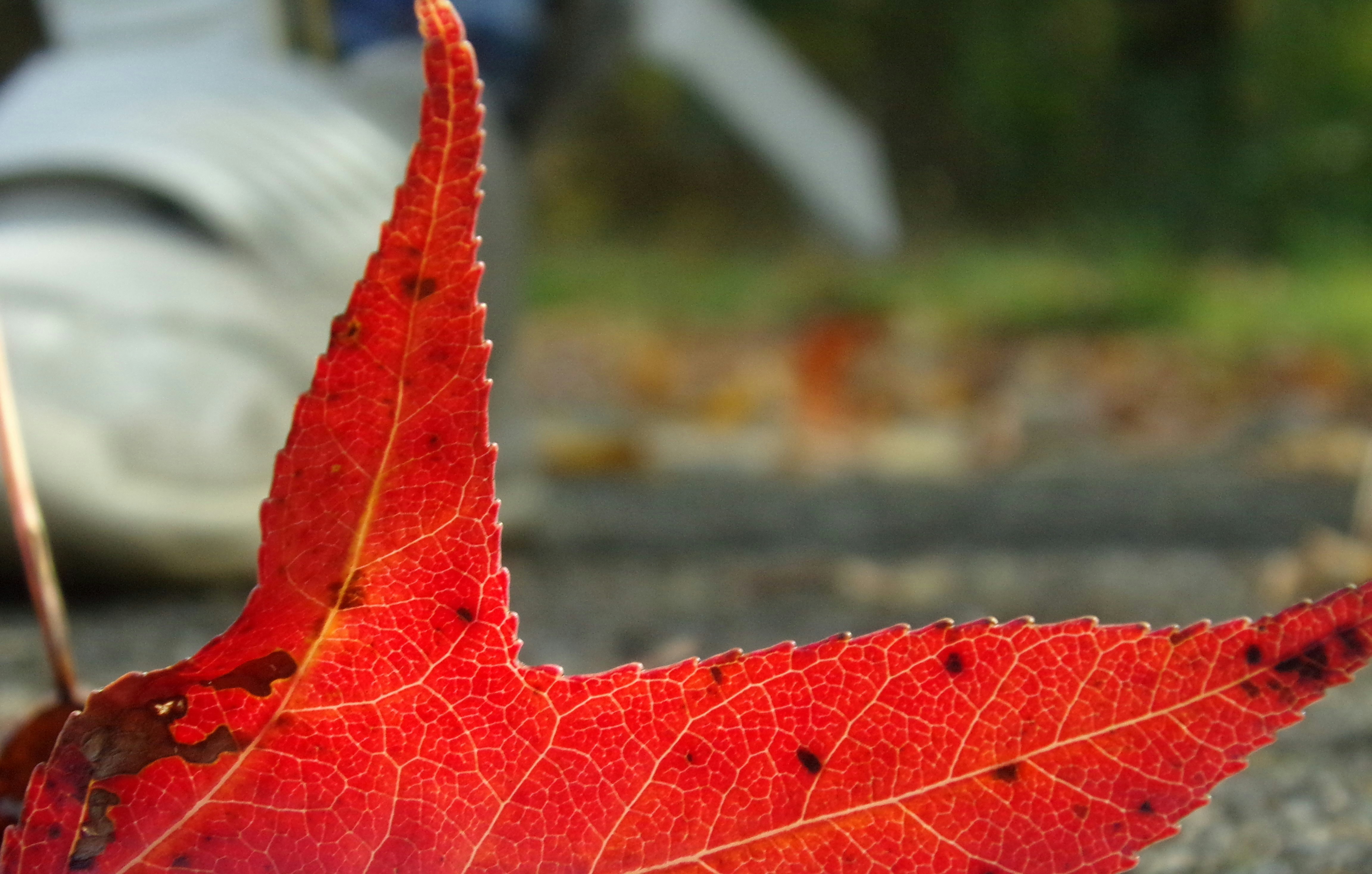 Crimson Autumn: a close-up of a scarlet leaf with blurred sidewalk backdrop