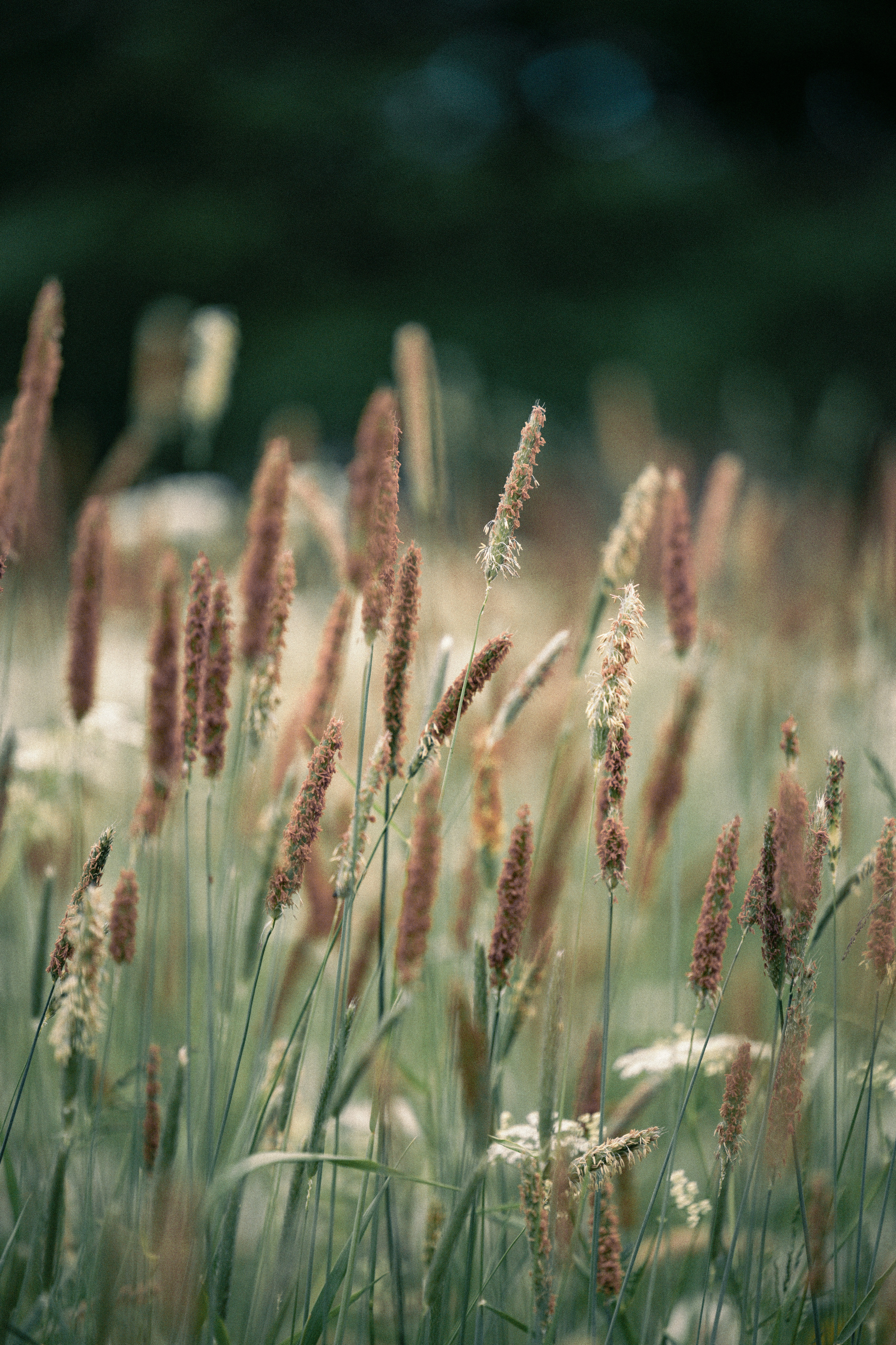 Crimson-tipped Grasses in Quiet Light