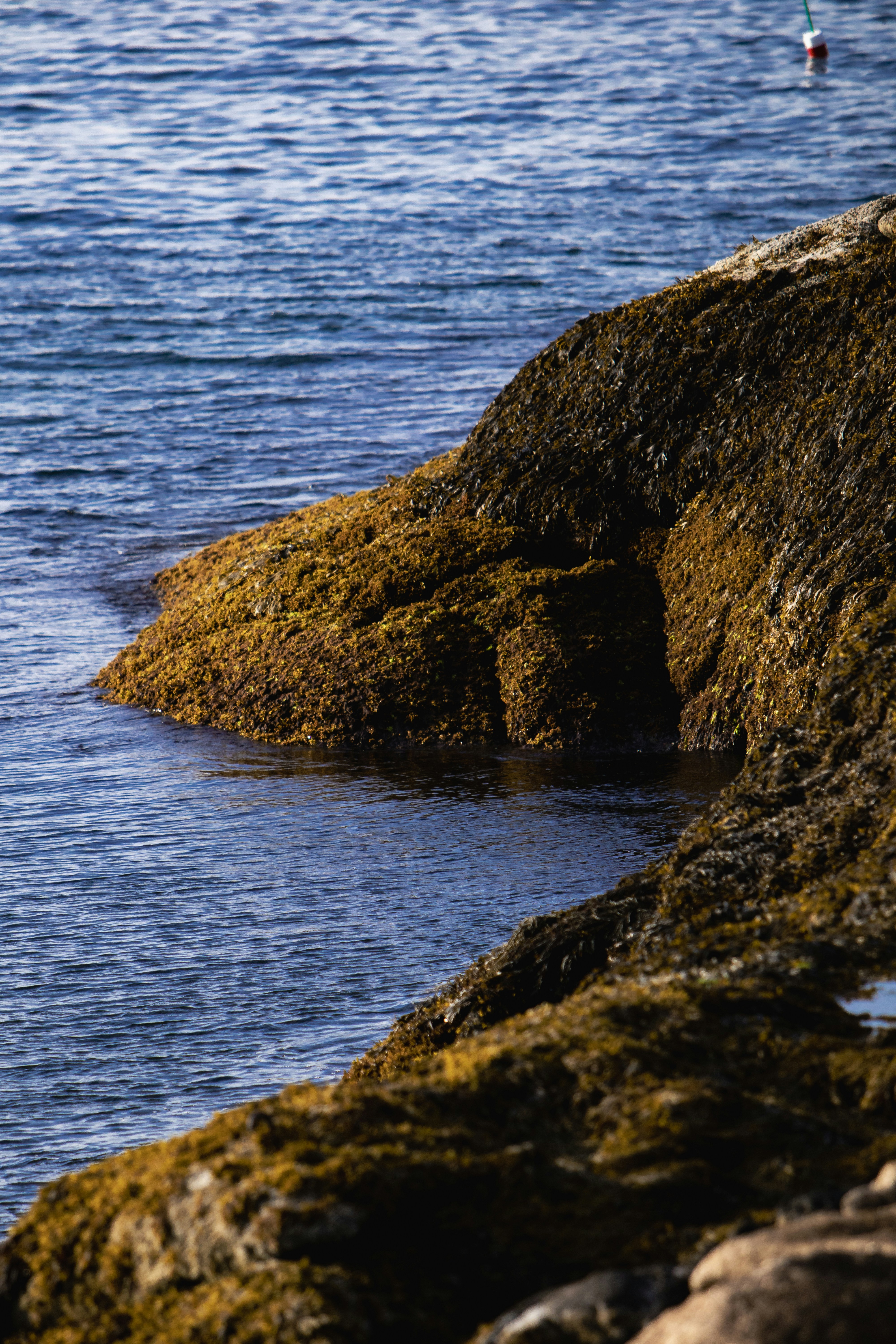 Moss-covered rocks jutting into calm waters, reflecting the serene interplay of light and shadow. A tranquil coastal scene.