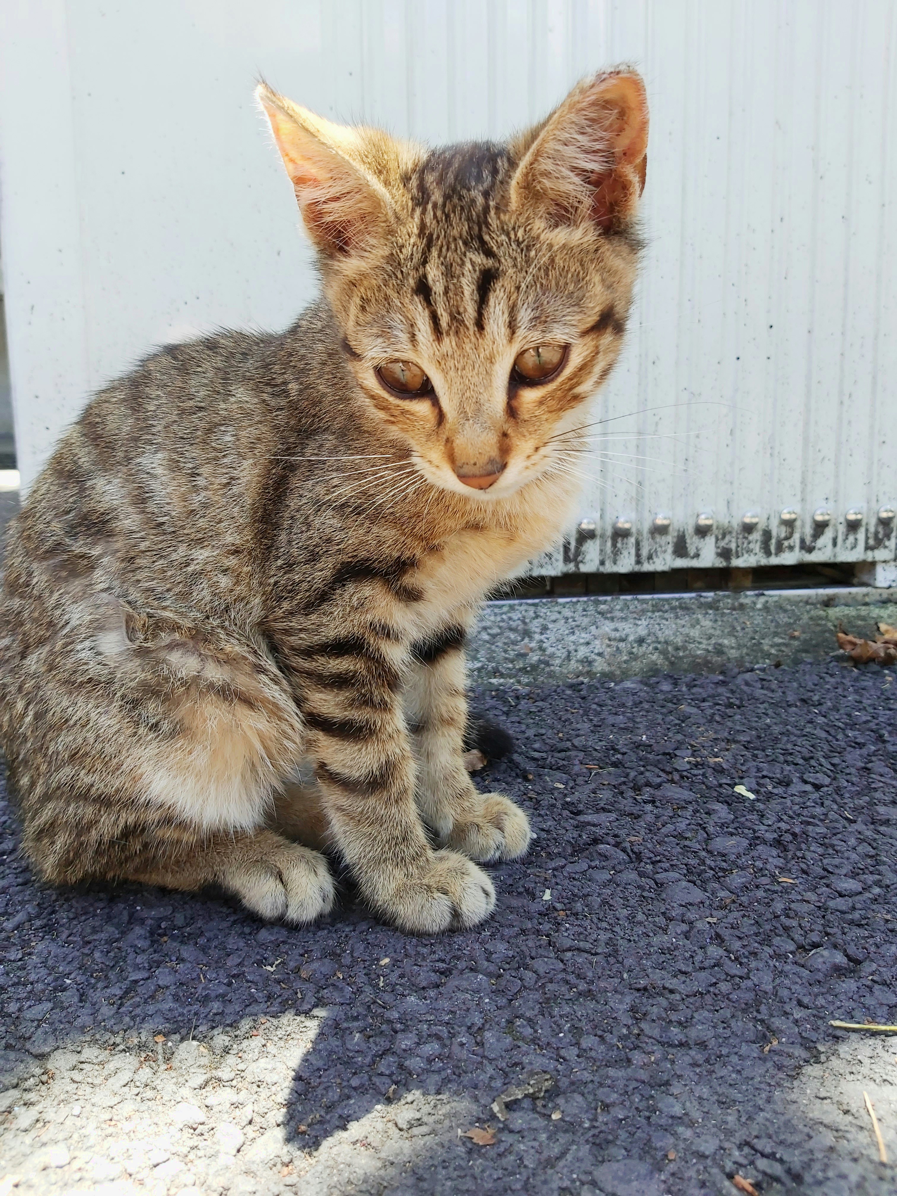 Foto zum Thema Eine Katze sitzt auf dem Boden – Kostenloses Bild zu ...
