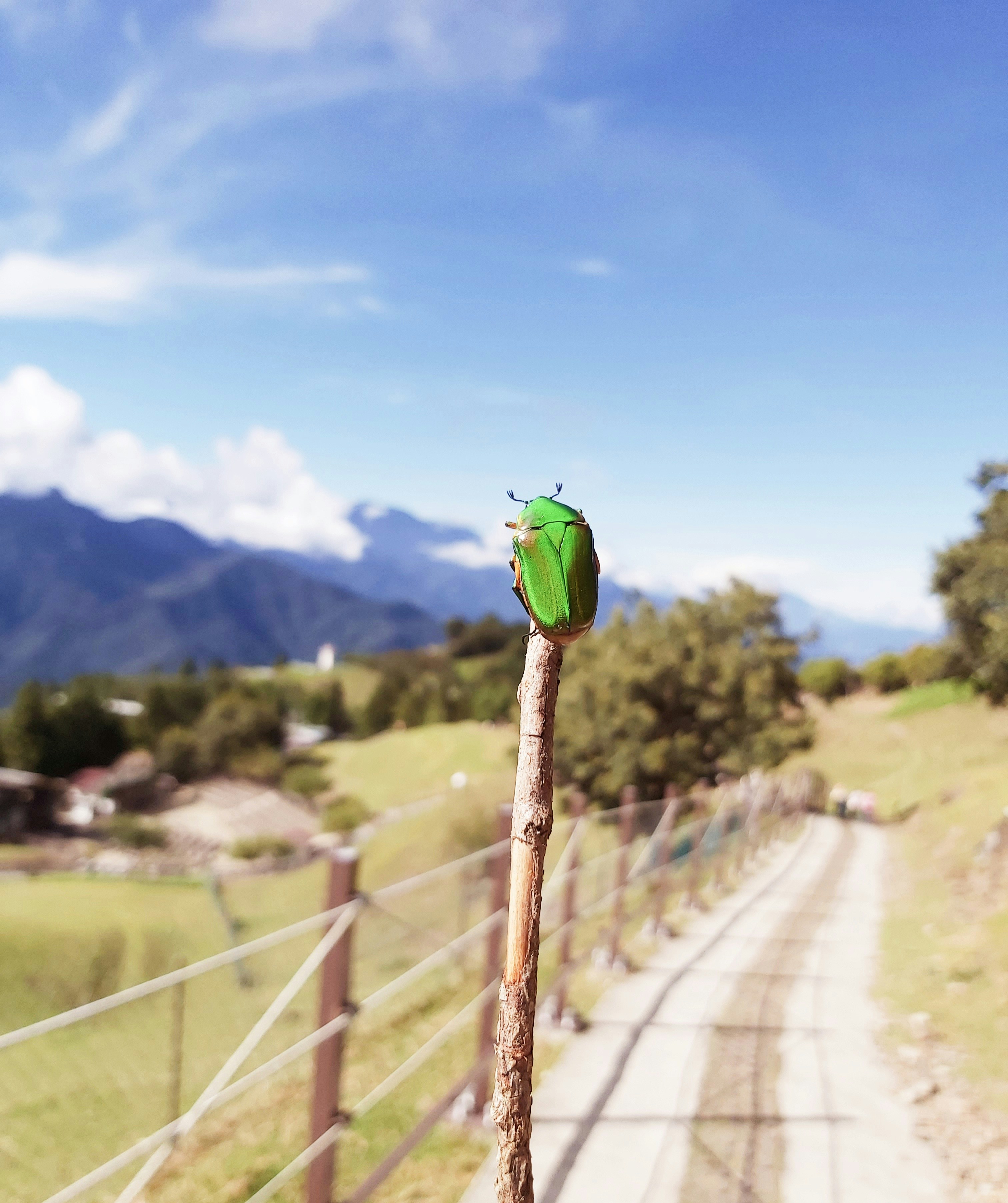 Emerald Beetle on a Weathered Pole Along a Mountain Path