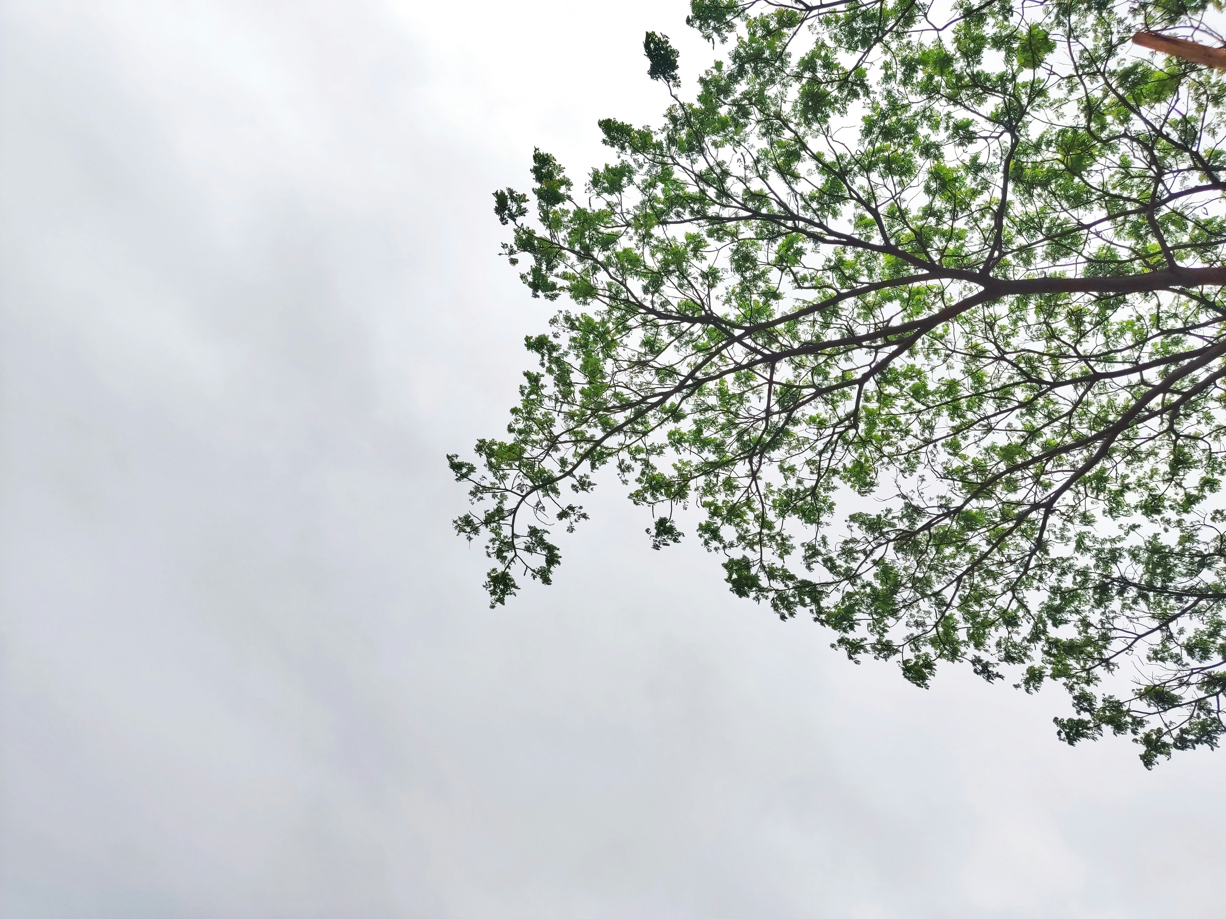 A tree with leaves photo – Free Savar Image on Unsplash