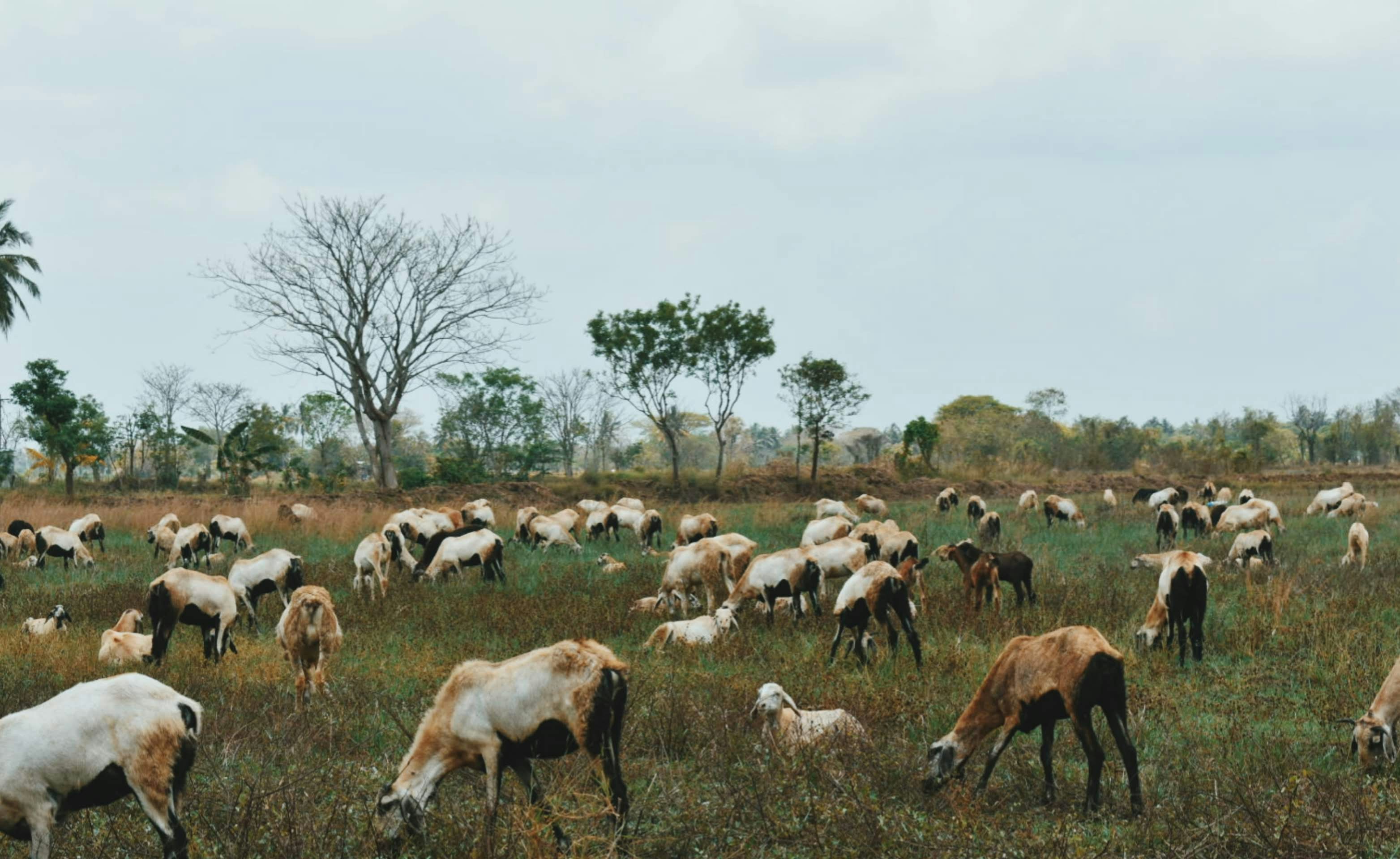 Foto Una manada de animales pastando en un campo – Imagen Rebaño de ...