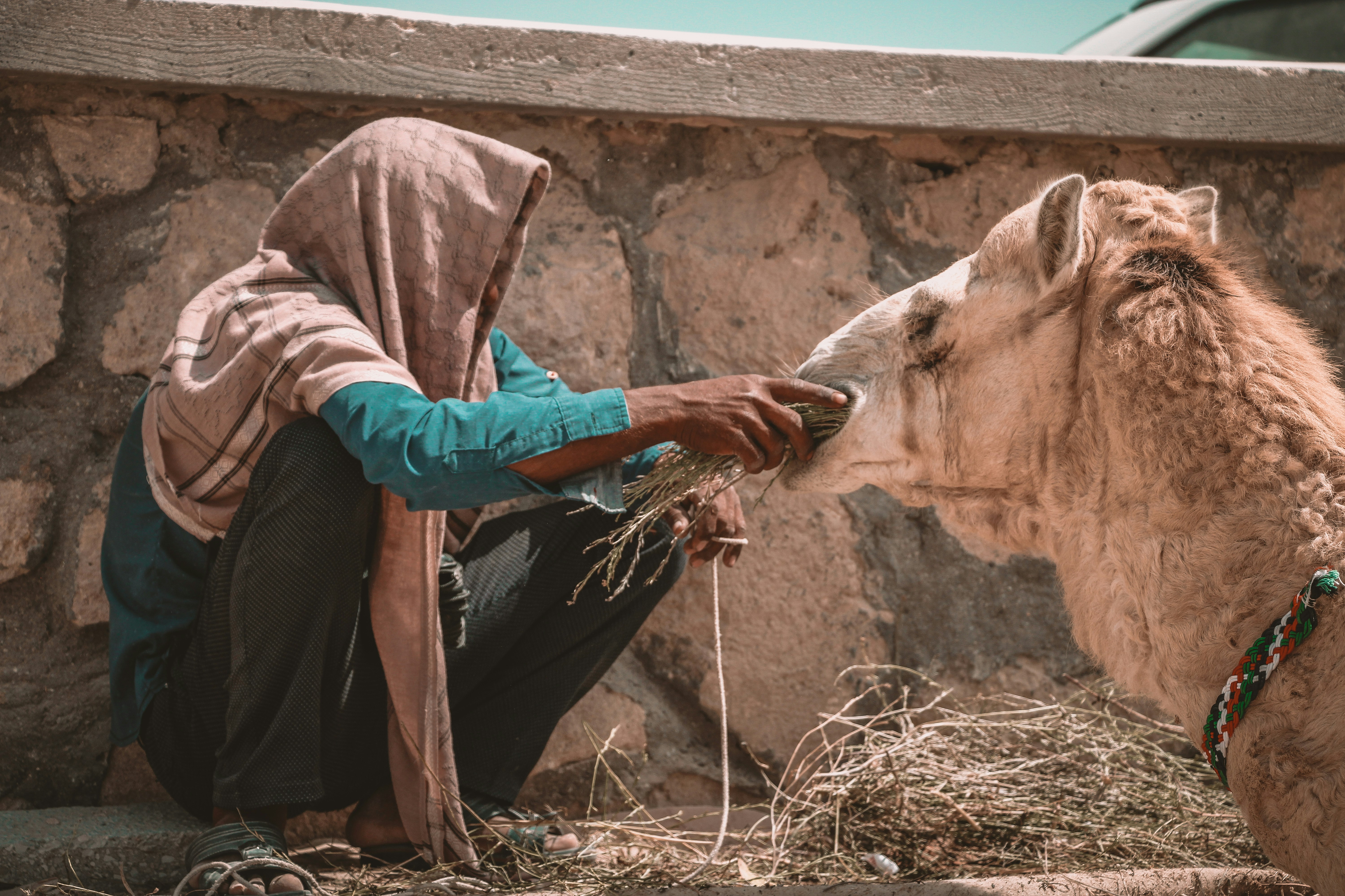 Feeding Grace: A Quiet Moment Between Person and Camel by a Stone Wall