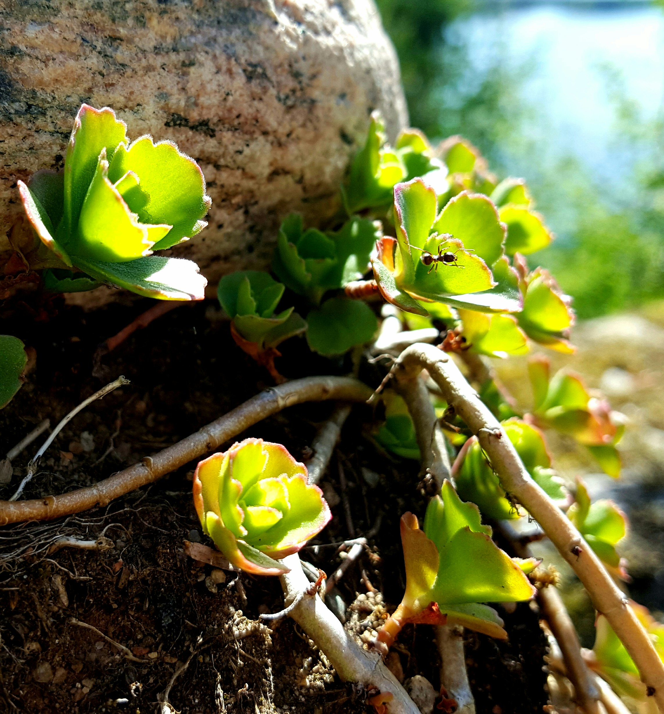 Succulent plants thrive in rocky terrain, showcasing nature's adaptability. A small ant traverses the branches among vibrant green leaves.