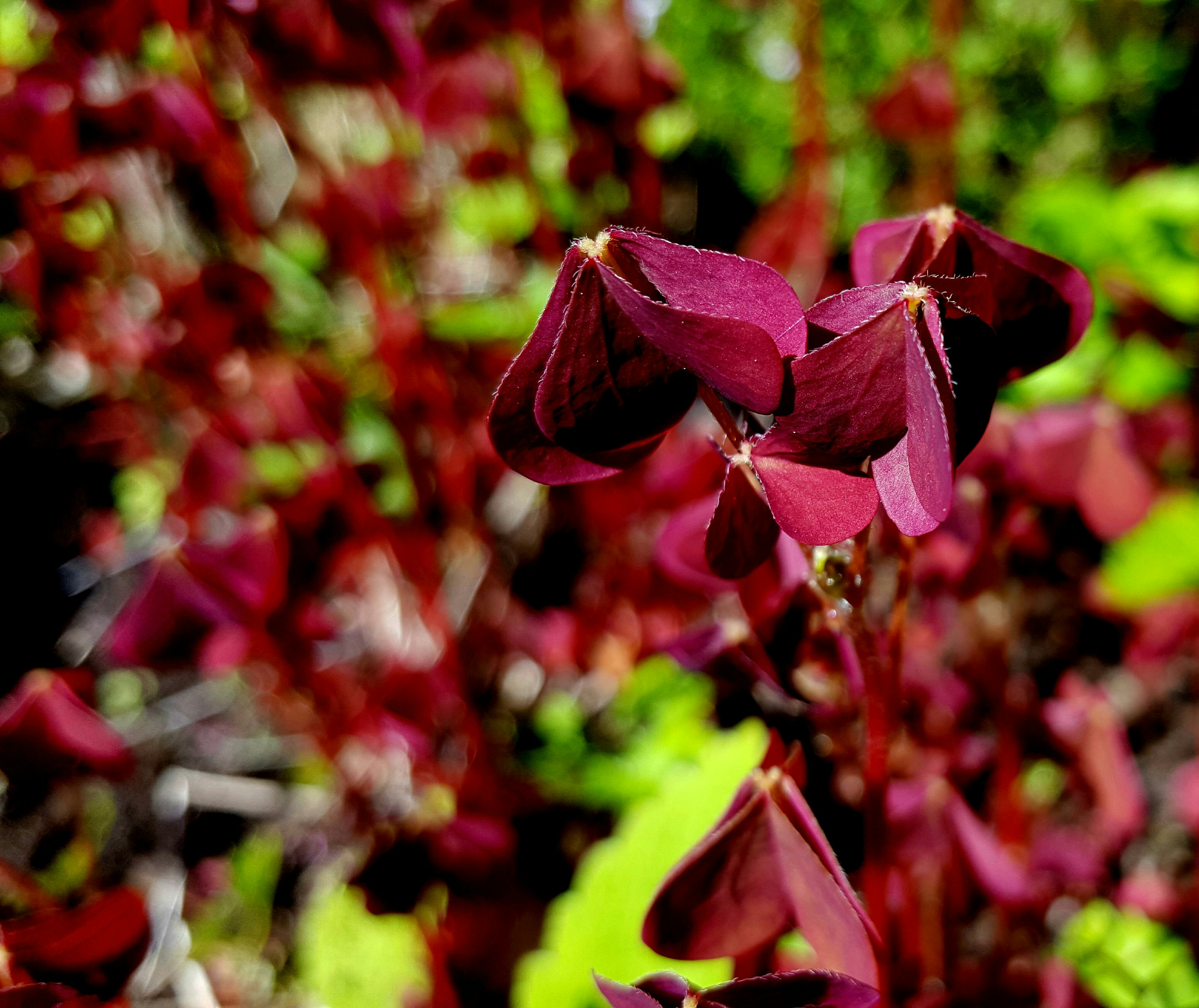 Velvet Violet: Macro Portrait of Oxalis Leaves in Soft Sunlight