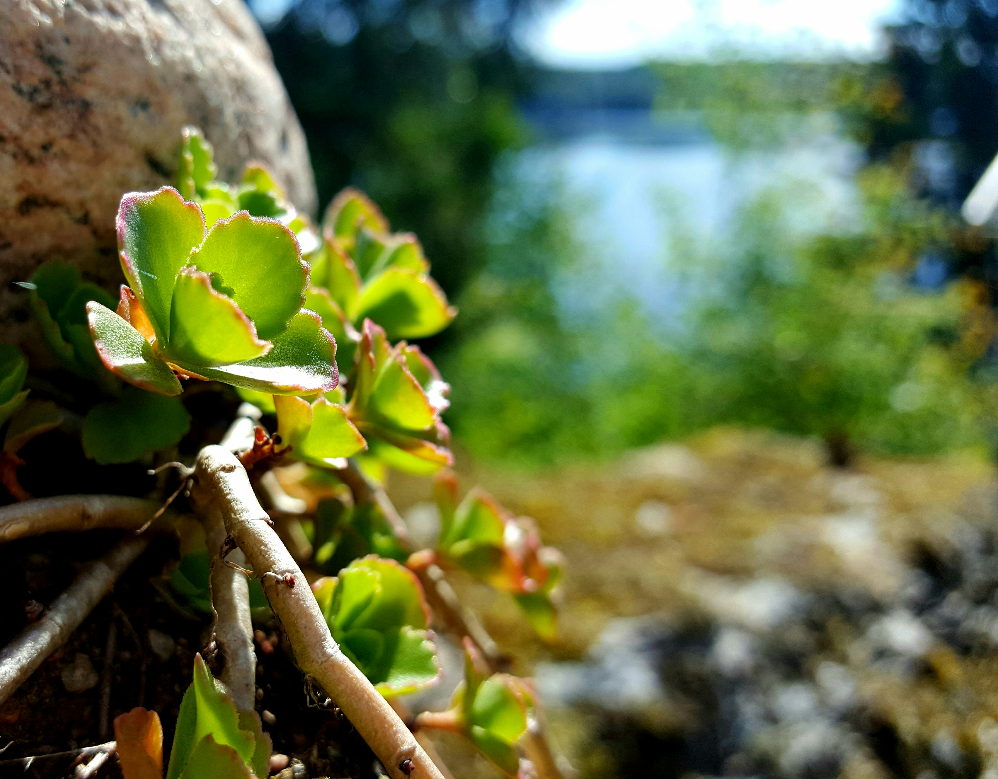Close-up of vibrant succulent leaves in foreground with a blurred lakeside background, highlighting natural texture and color. The scene appears as a plant-focused photograph with a calm outdoor setting.
