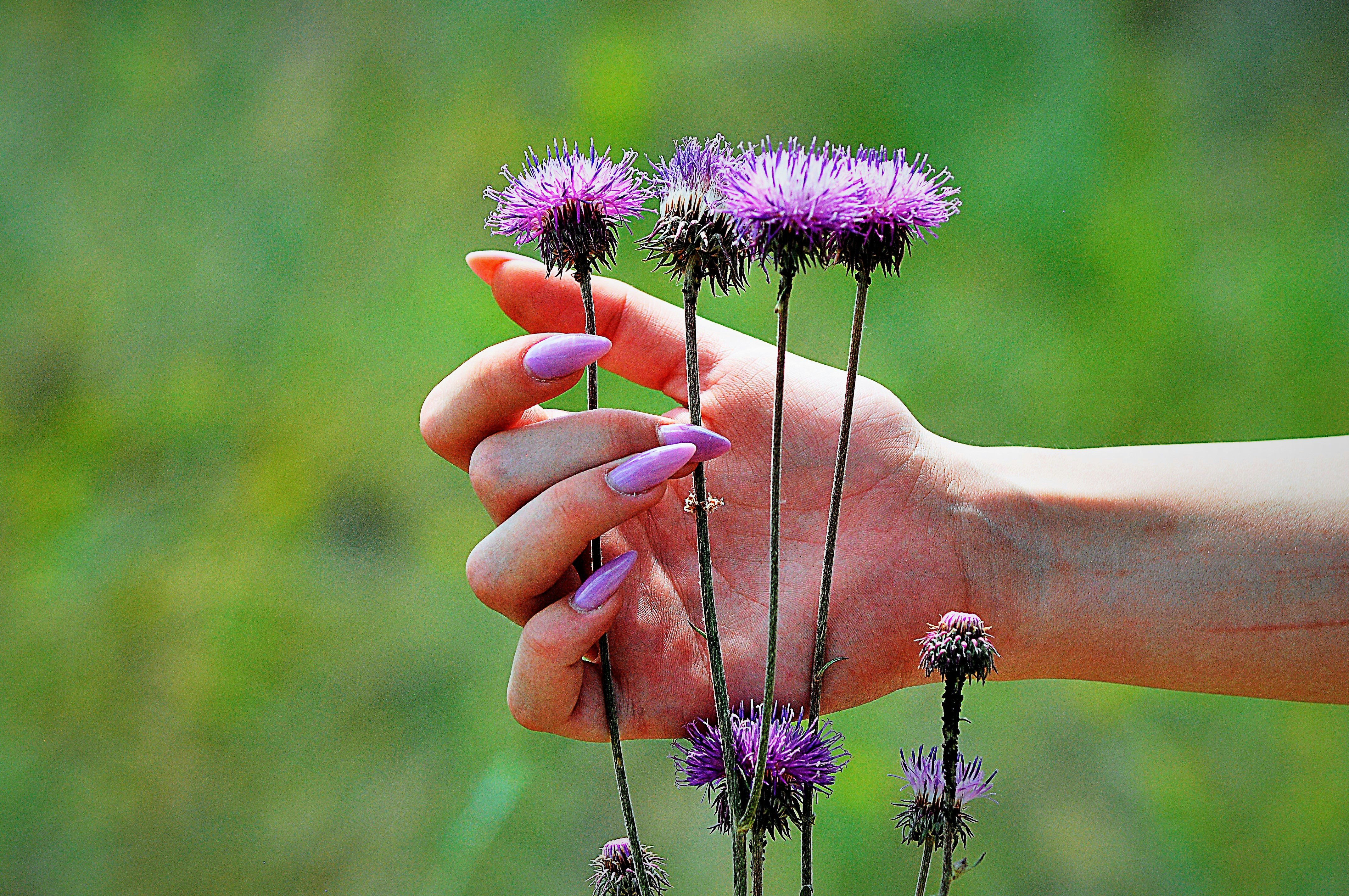 Grasped Violet Thistles: A Quiet Moment with a Soft Meadow Backdrop