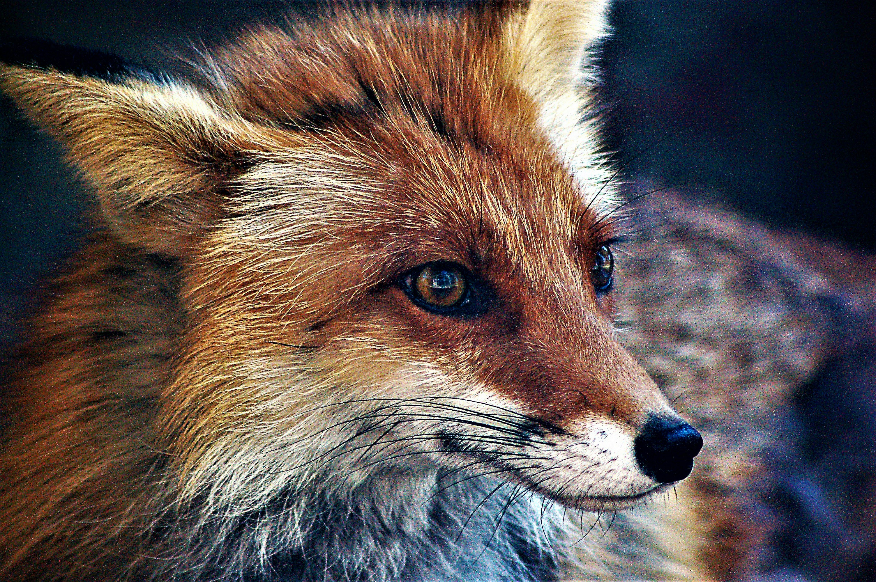 A red fox looking at the camera photo – Free Beauty Image on Unsplash