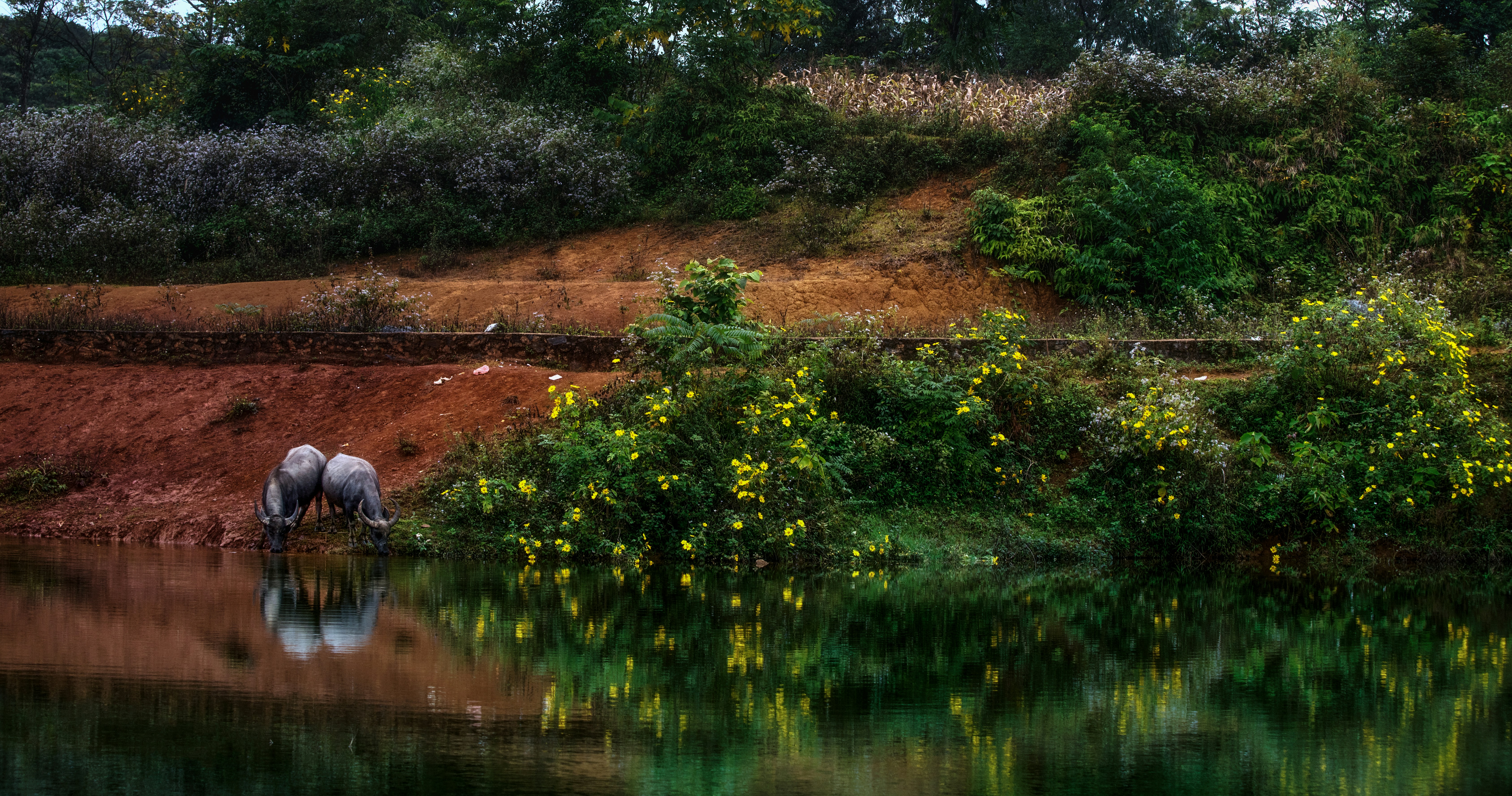 Dusk at the Quiet Bend: Two Hippos and the Mirror of Water