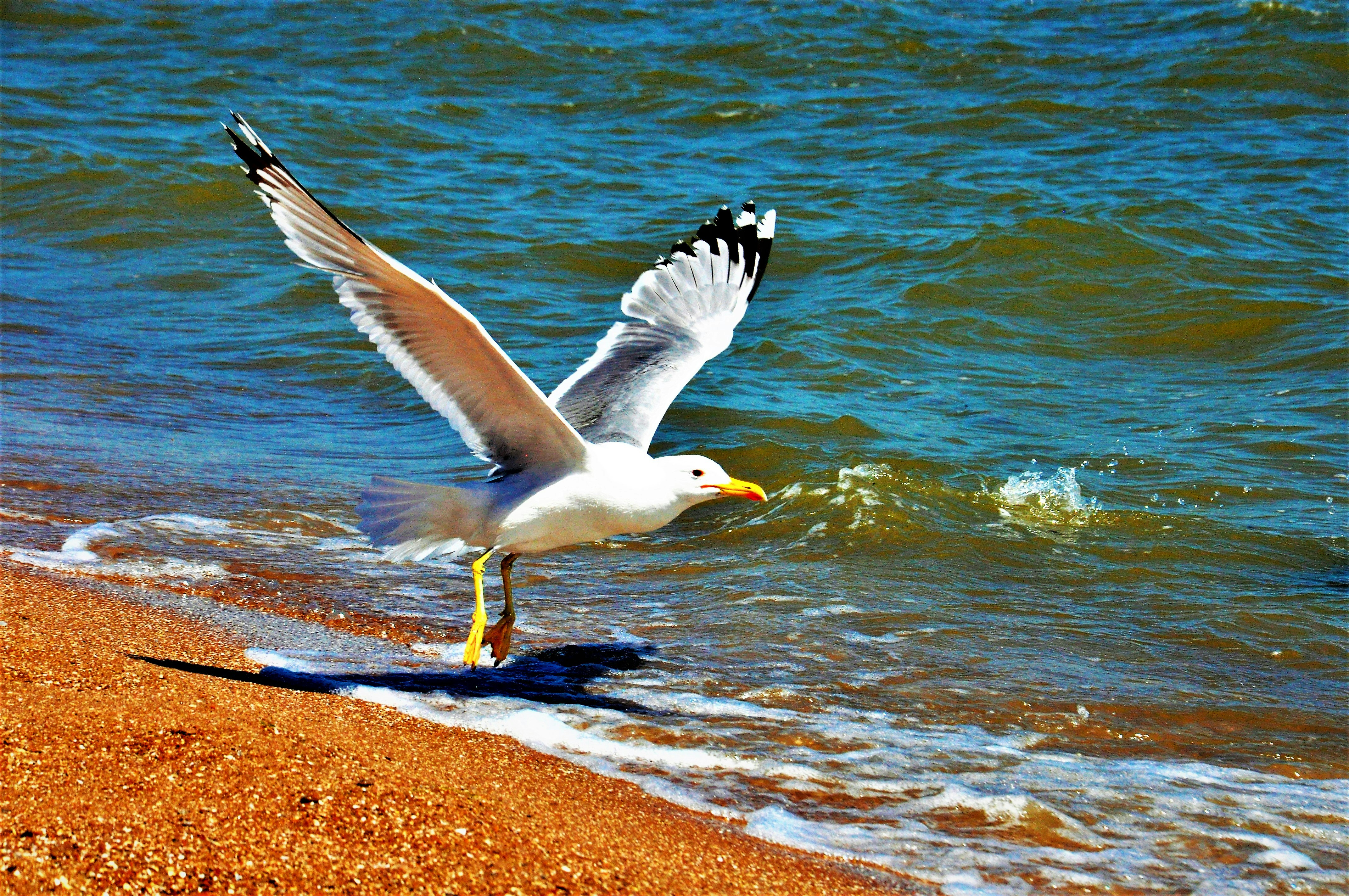 Wingbeat Over Orange Sand: Seagull Takes Off Along Turquoise Surf