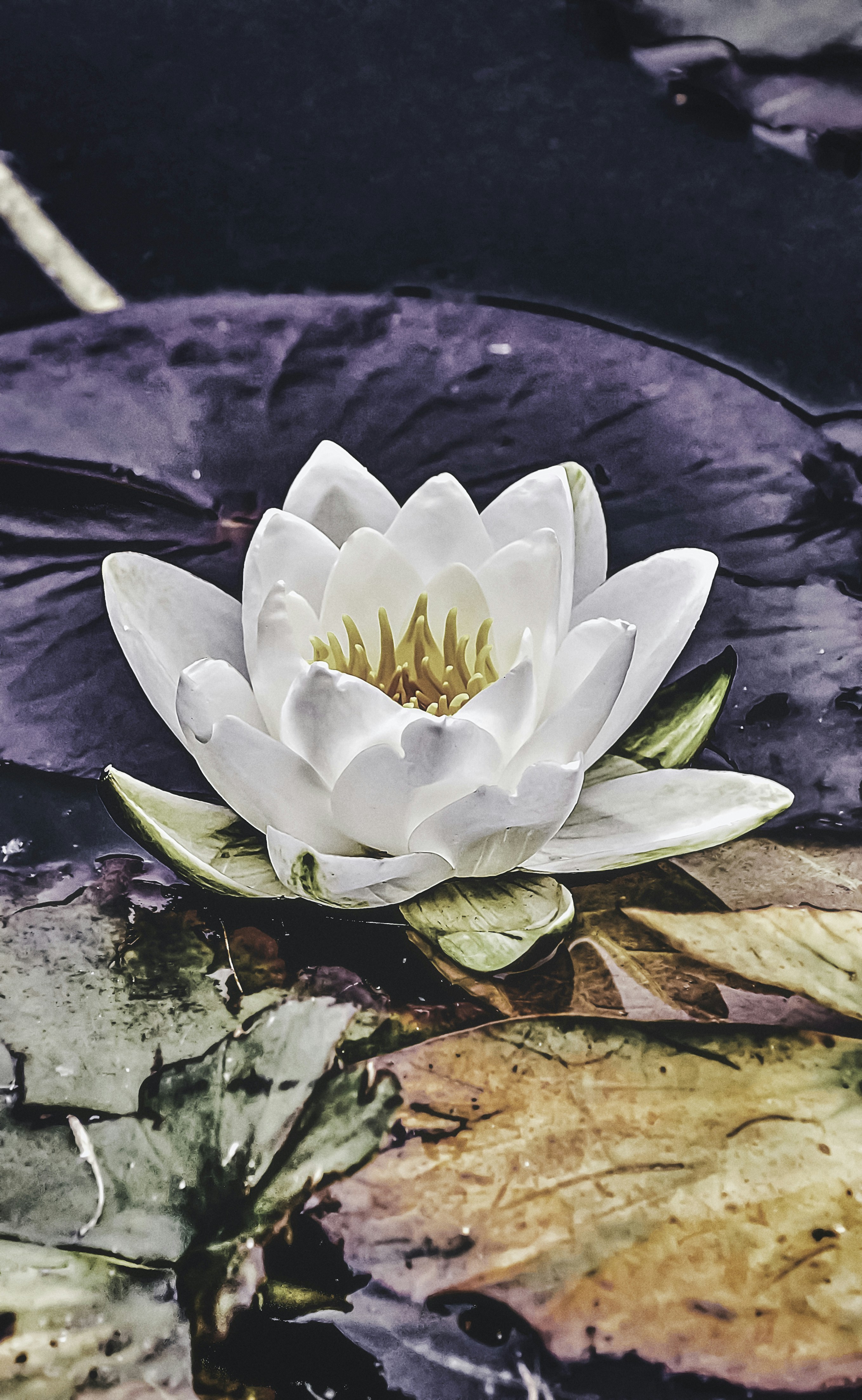 Perhaps no flowers more so than the water lily (genus, Nymphaeaceae) and the lotus (genus, Nelumbo) have held such important religious and spiritual significance. The water lily (pictured here) played a signicant role in Ancient Egyptian mythology (as the flower of creation), symbolism (strength, purity, and tranquility) and iconography (the united kingdoms). The lotus flower (which is often confused with the water lily) holds similar religious significance in Hinduism, Buddhism, and Chinese religions. (Shot in the Silent Valley Reservoir and Forest Park in the Mourne Mountains, Sep., 2020).