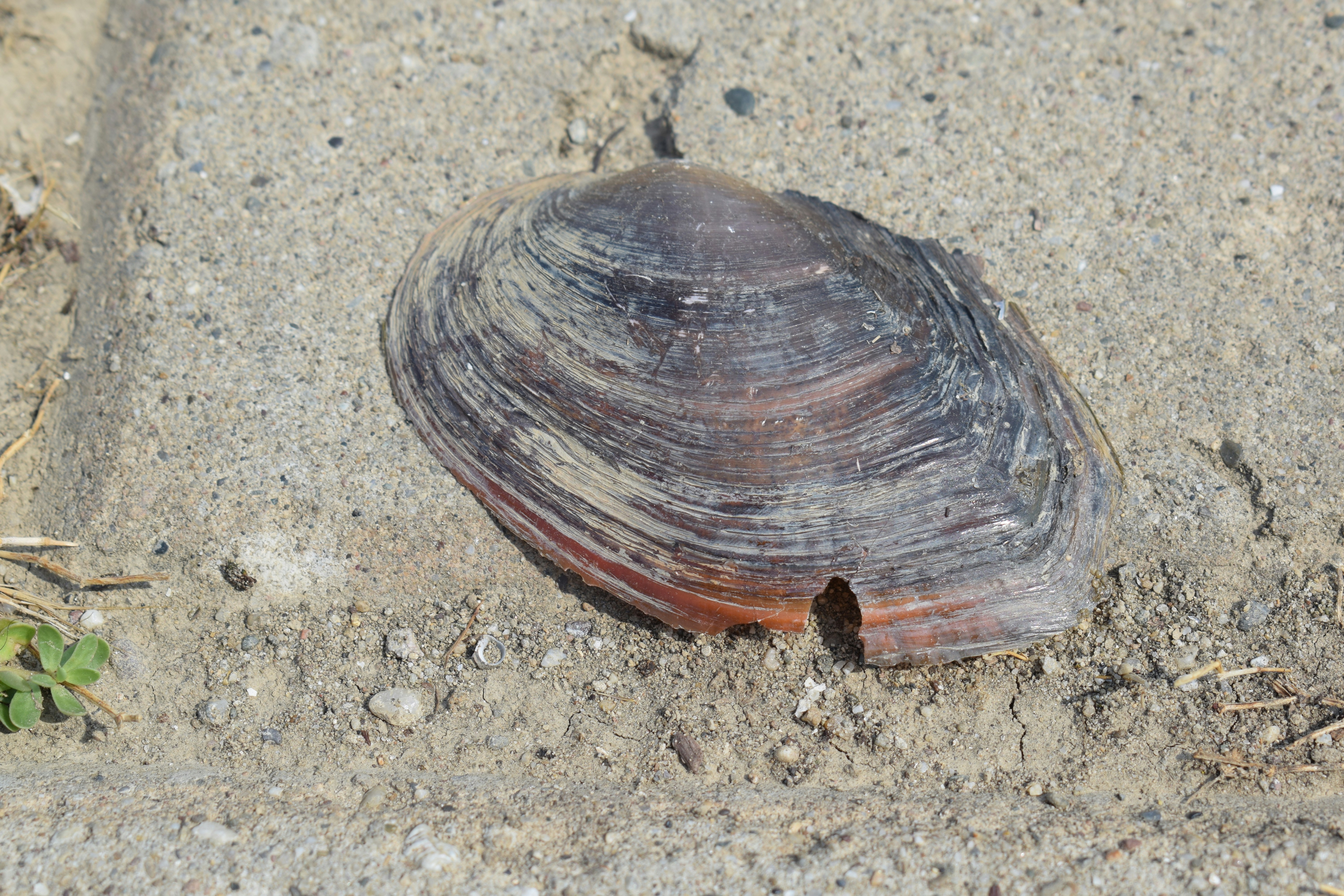 a snail on the ground