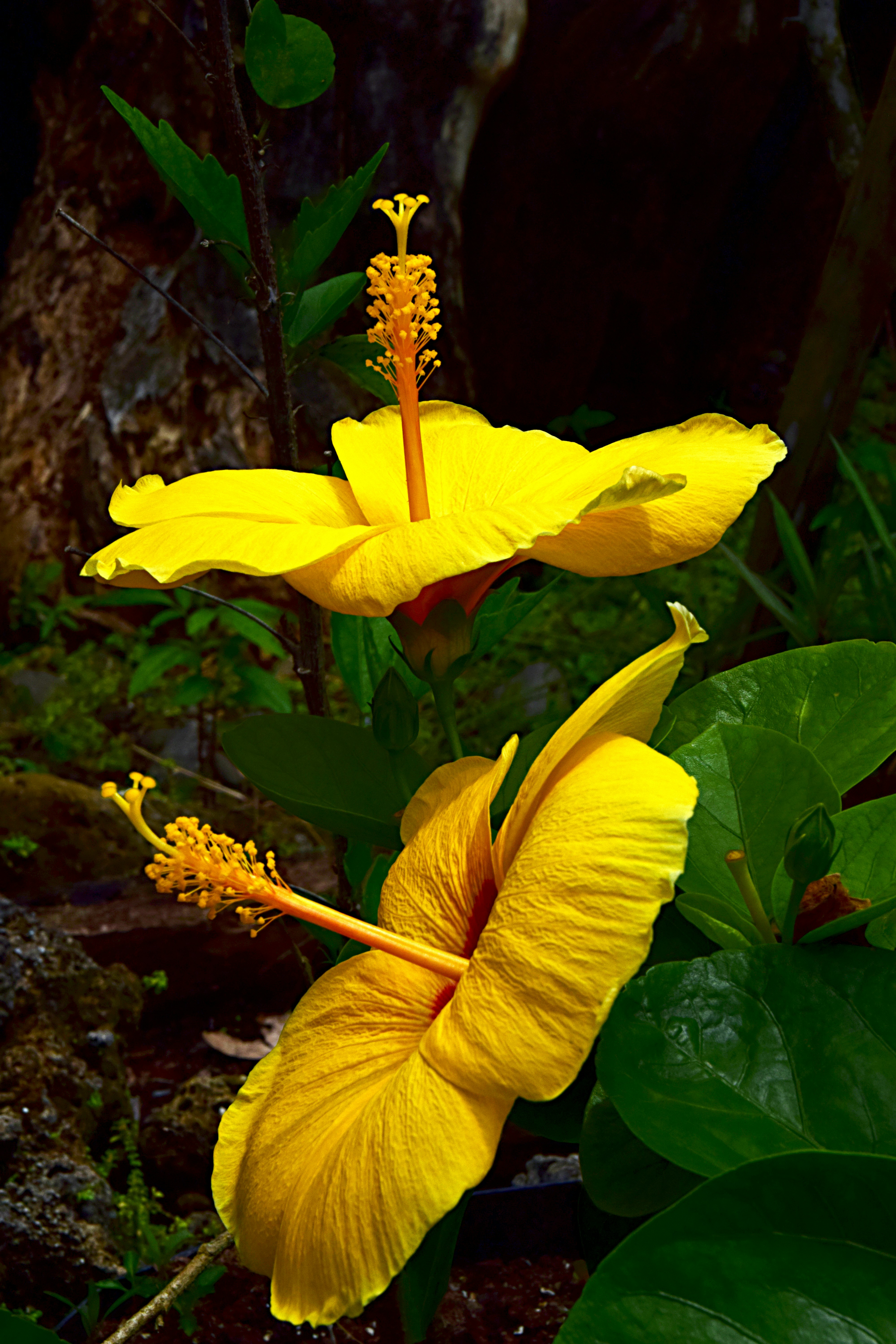Sunlit Yellow Hibiscus Flourish Amid Shadowed Foliage