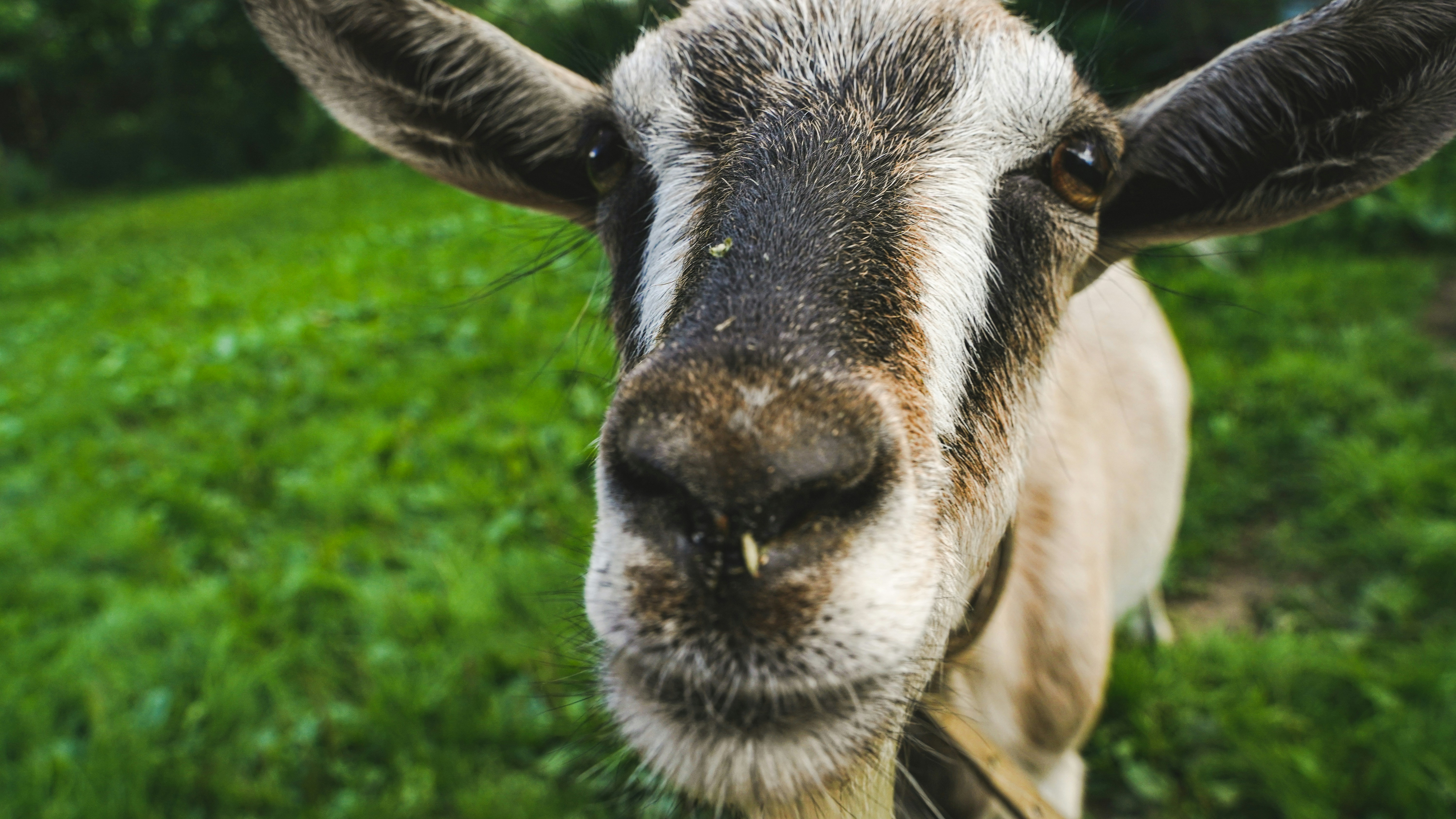 A close up of a goat photo – Free Animal Image on Unsplash