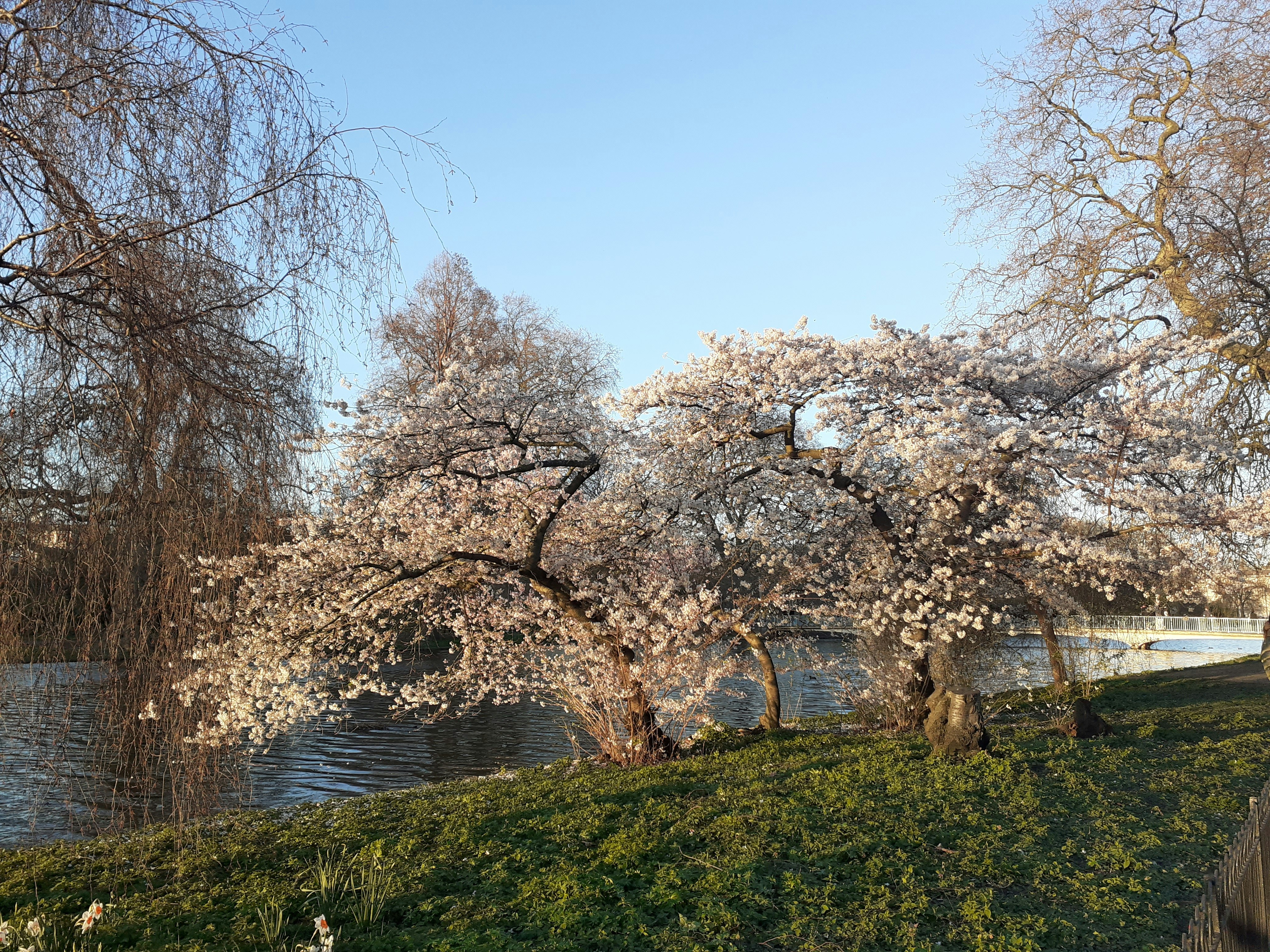 Cherry blossom trees line a calm lakeside under a clear blue sky, with green shrubs in the foreground.