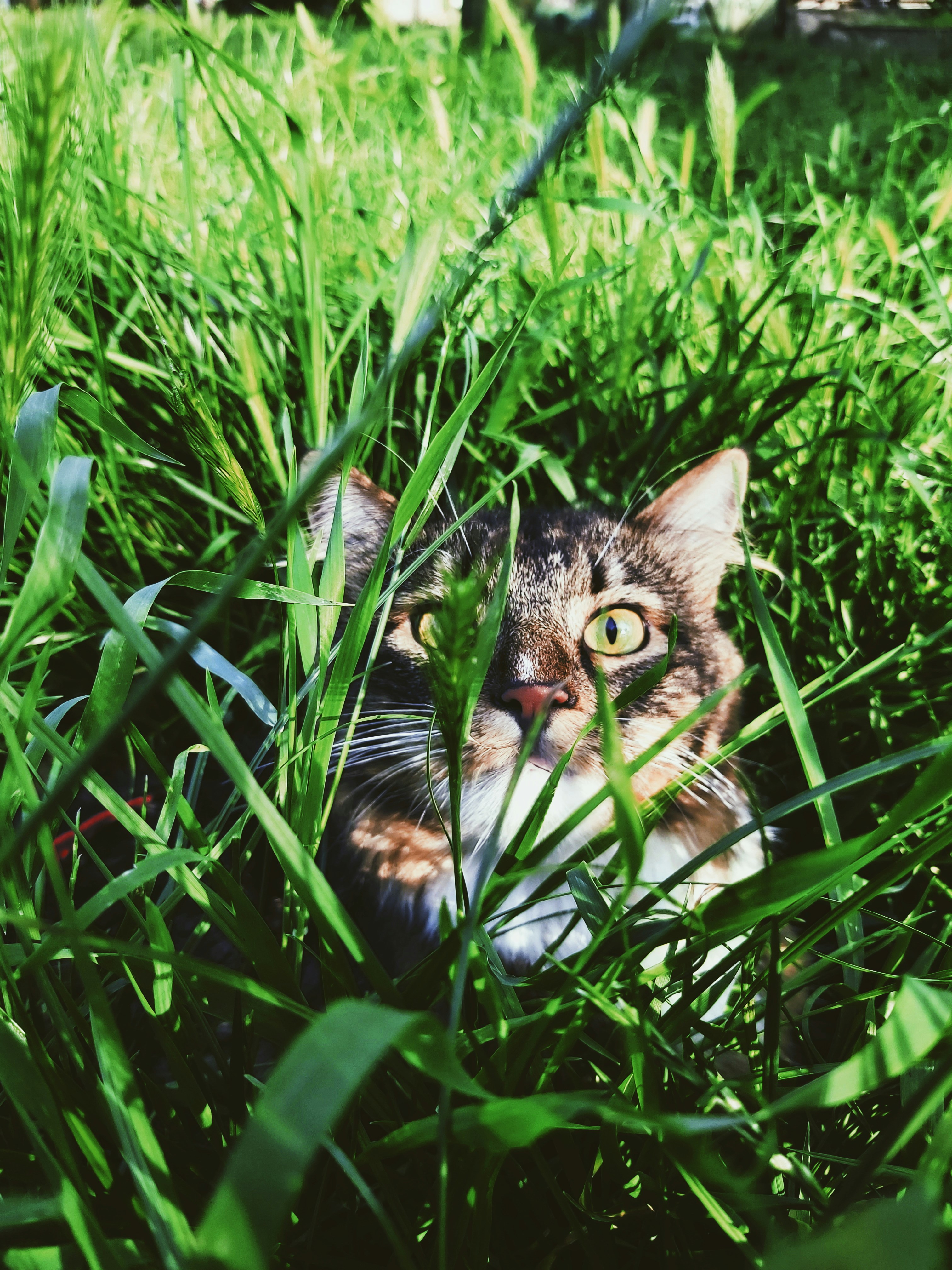 A curious cat peeks through tall grass, its bright eyes contrasting with the lush greenery. The scene captures a moment of playful exploration.