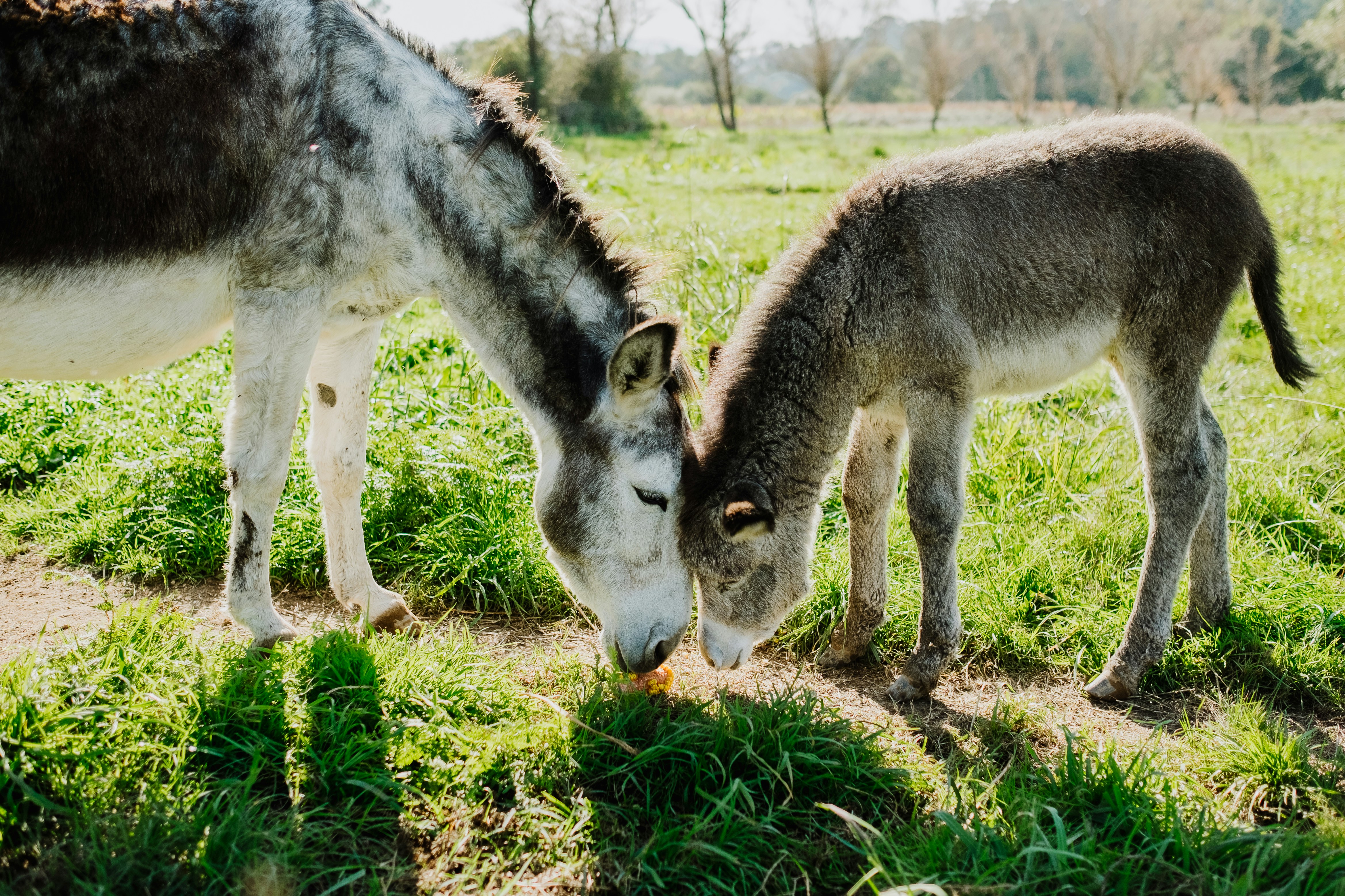 Grazing Bond in Sunlight: Two donkeys share a quiet moment in a sunlit field