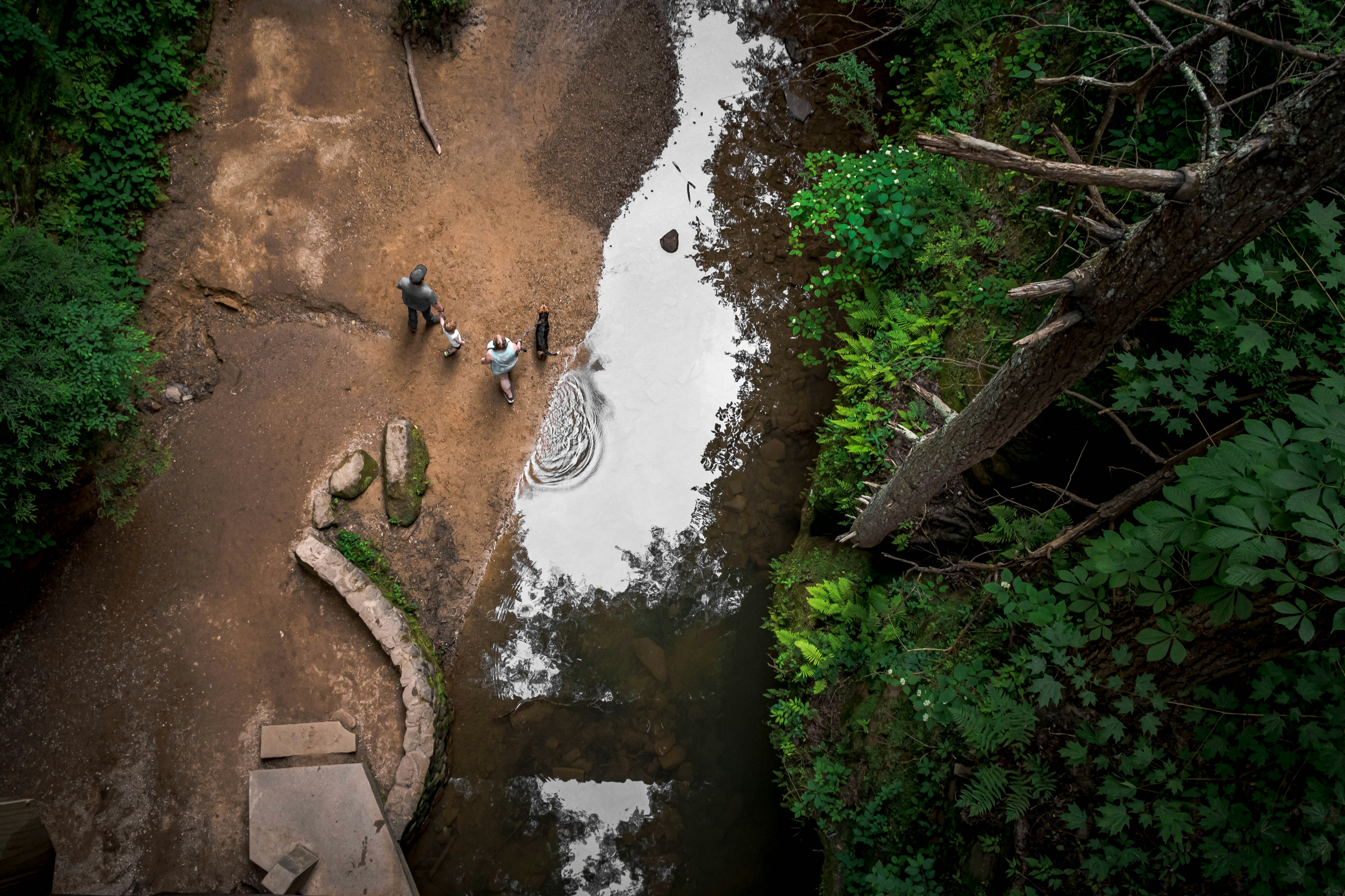 Riverbank Rendezvous: A Bird’s-Eye Moment by the Forest Creek