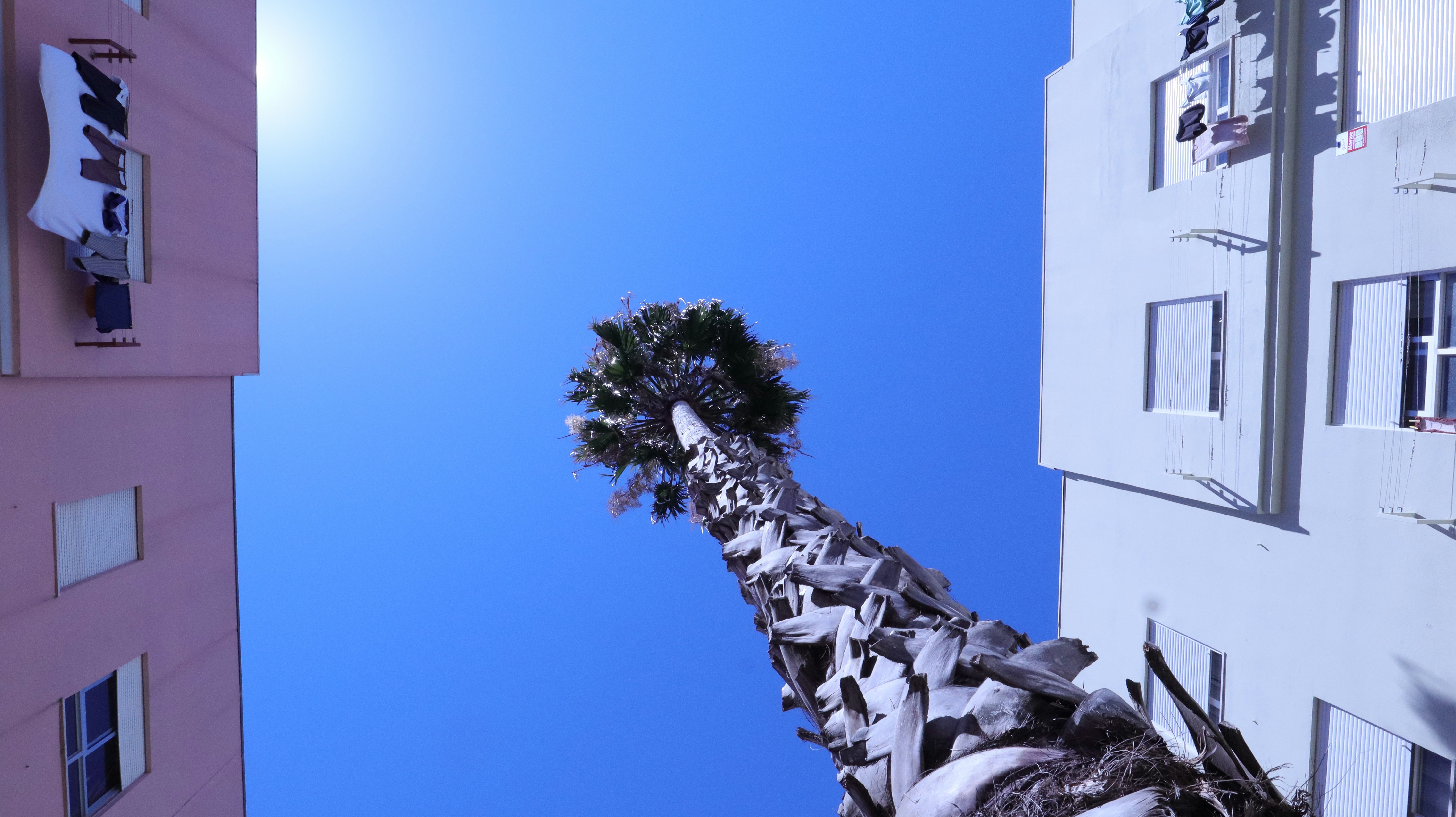 A tree in between buildings photo – Free Blue Image on Unsplash