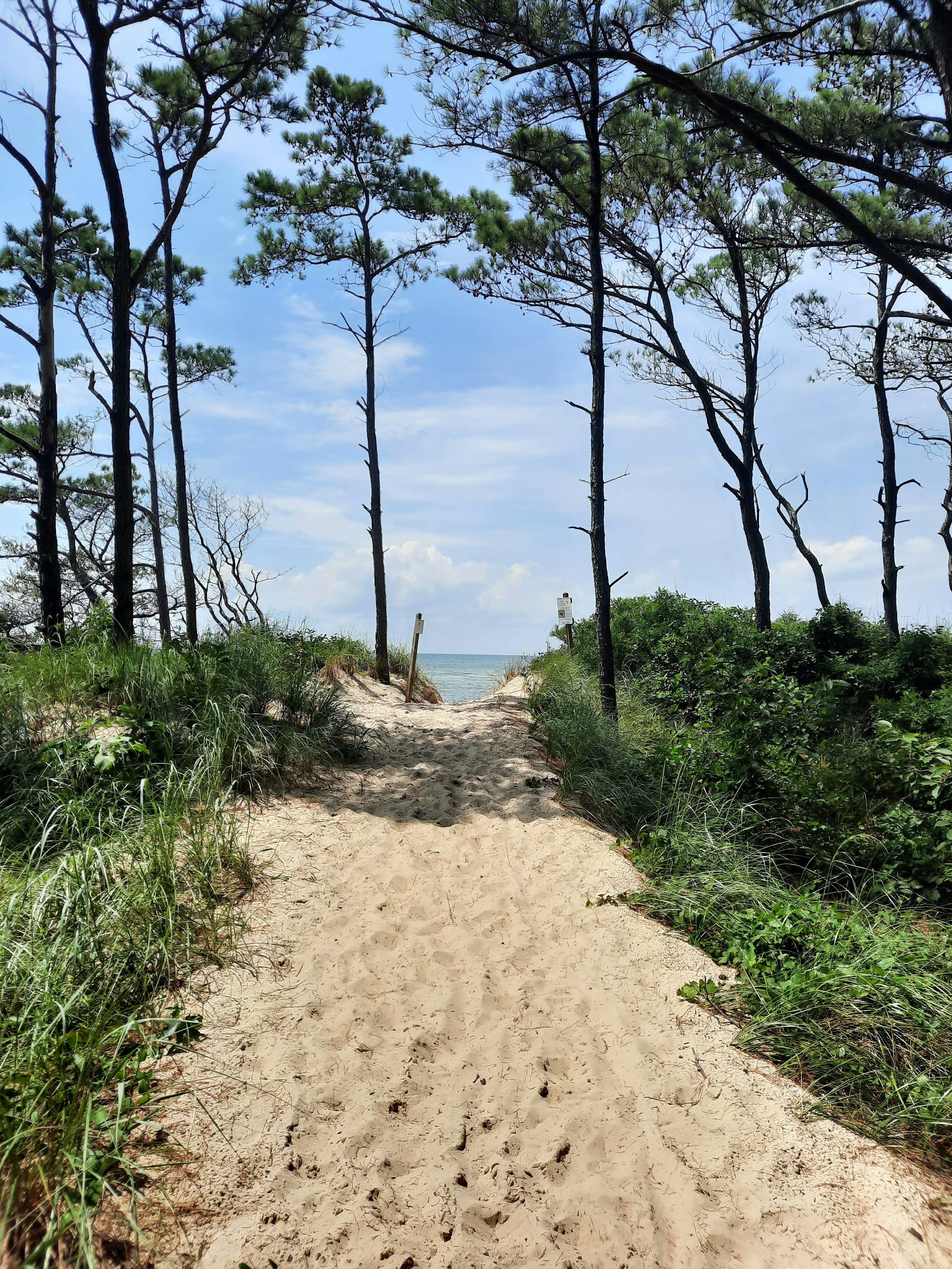A dirt path with trees on either side of it photo – Free Savage neck ...