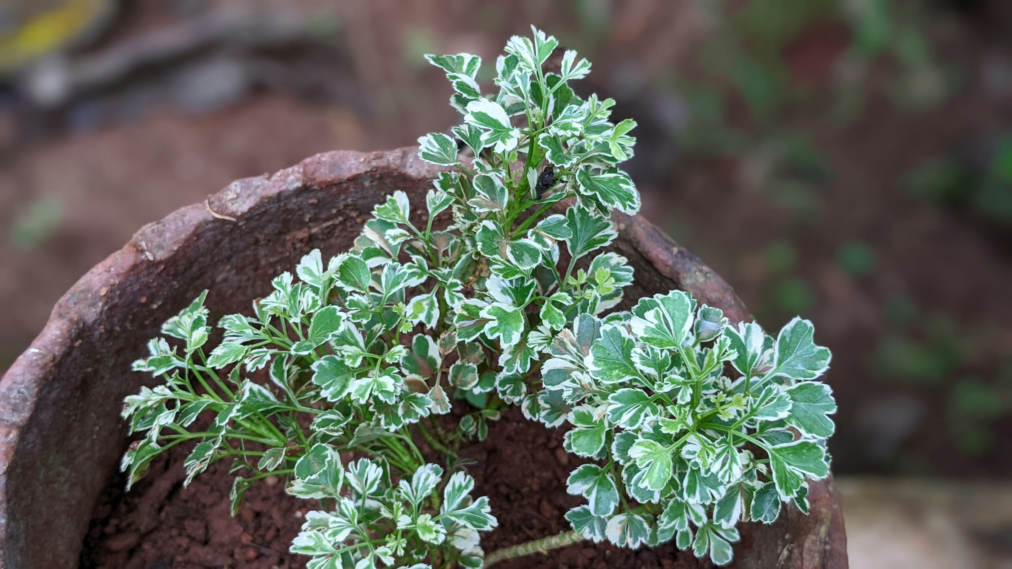 Close-up photograph of frost-kissed variegated leaves in a terracotta pot with a softly blurred garden background.