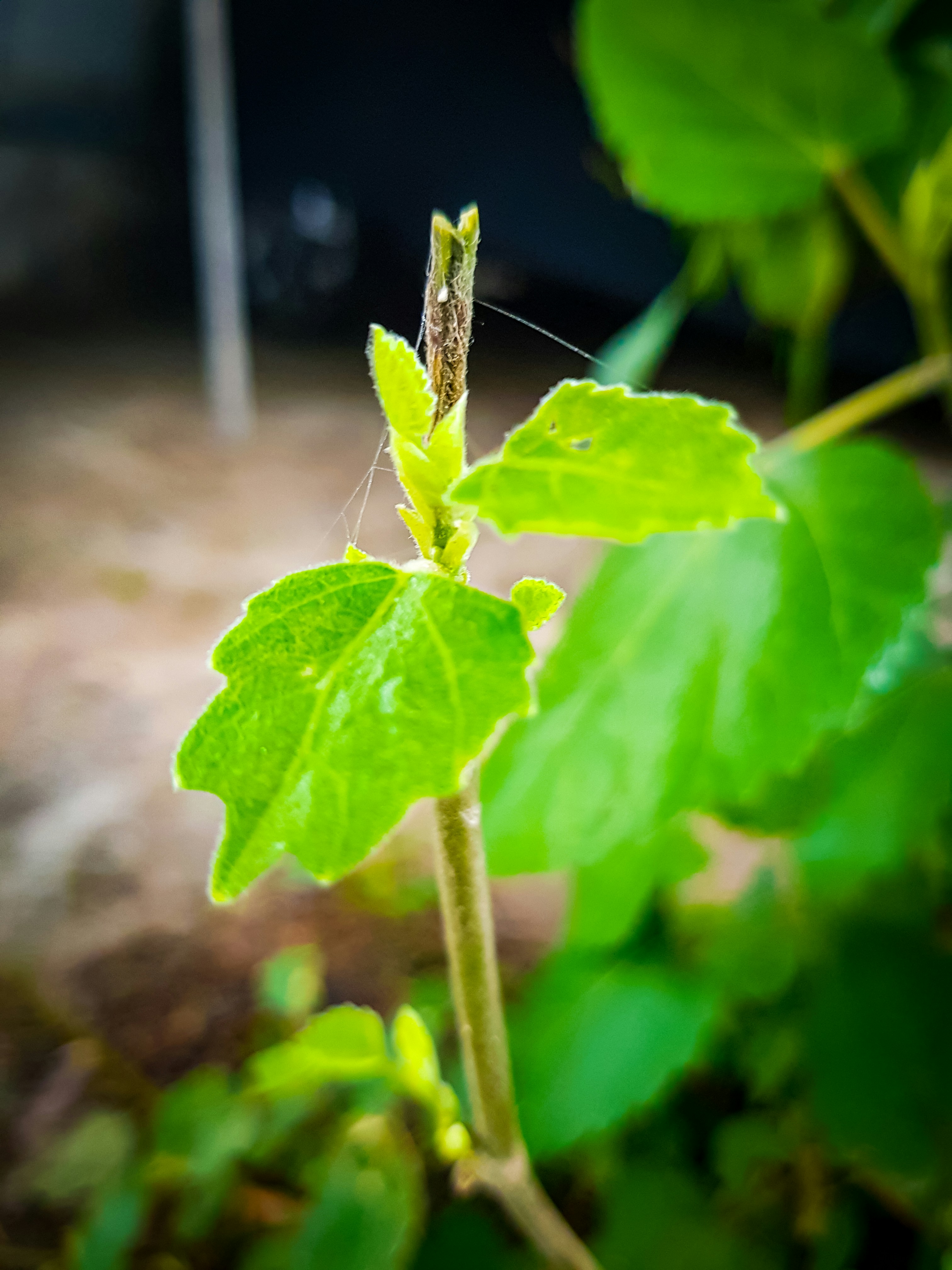 Emerald Nodes: A Macro Portrait of New Growth on a Tender Stem