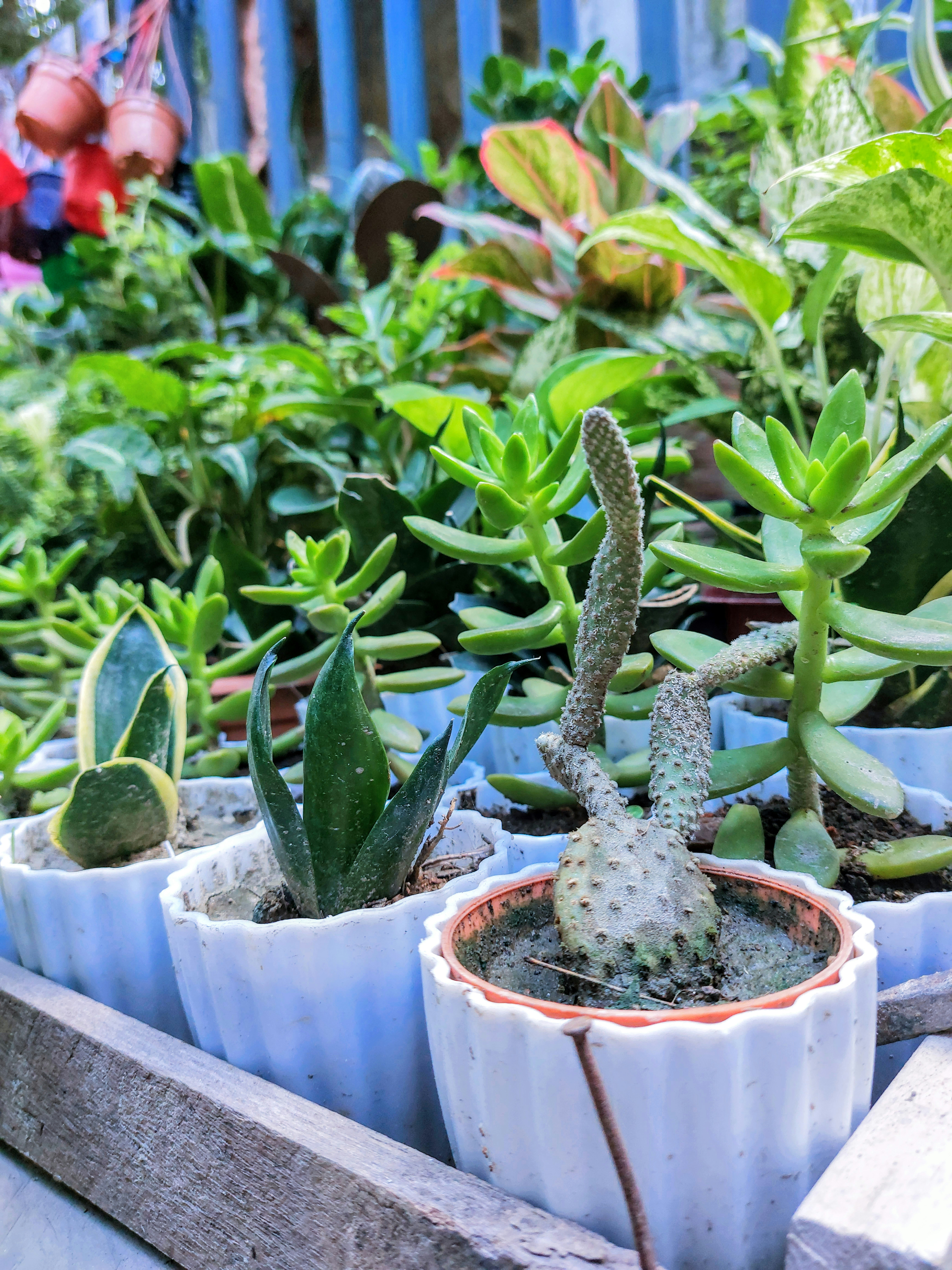 Compact Oasis: A Trayful of Succulents in Sunlit Detail