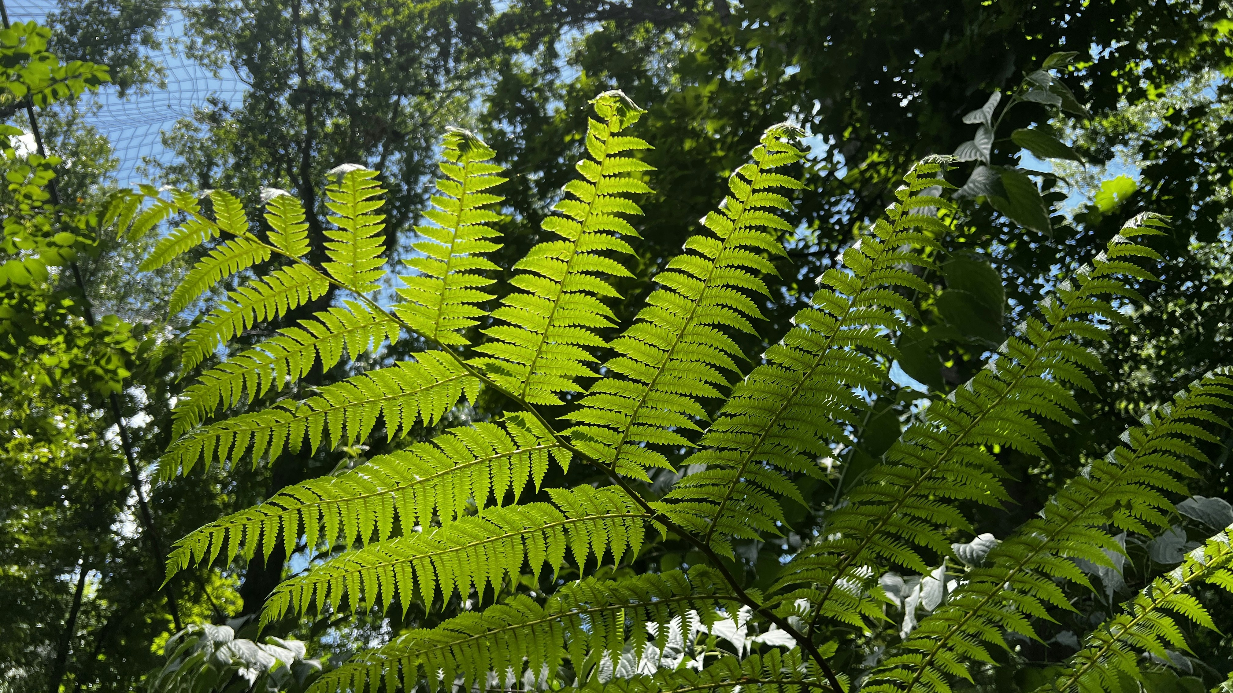 A fern in the sun.