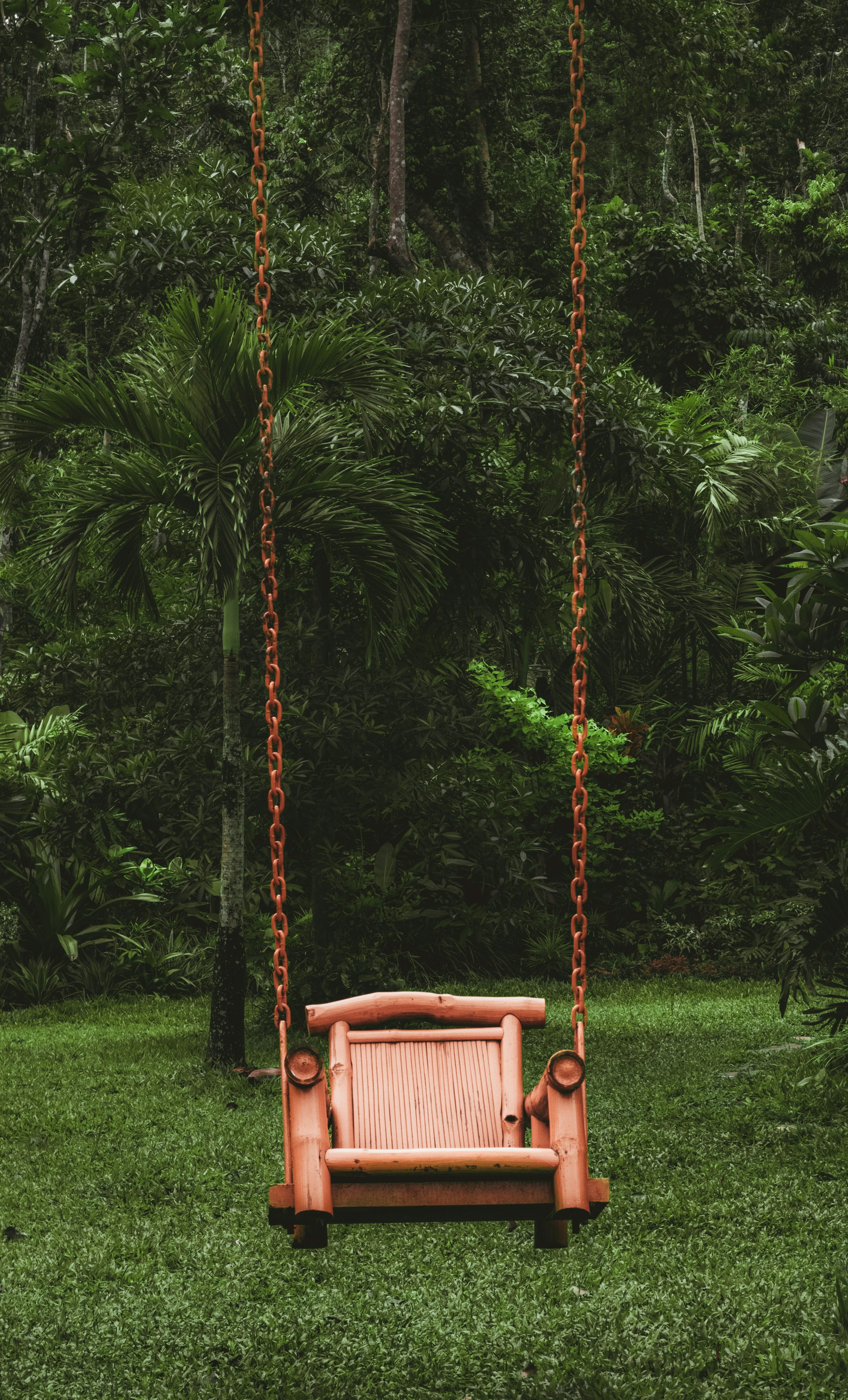 Coral Swing in a Verdant Jungle Clearing