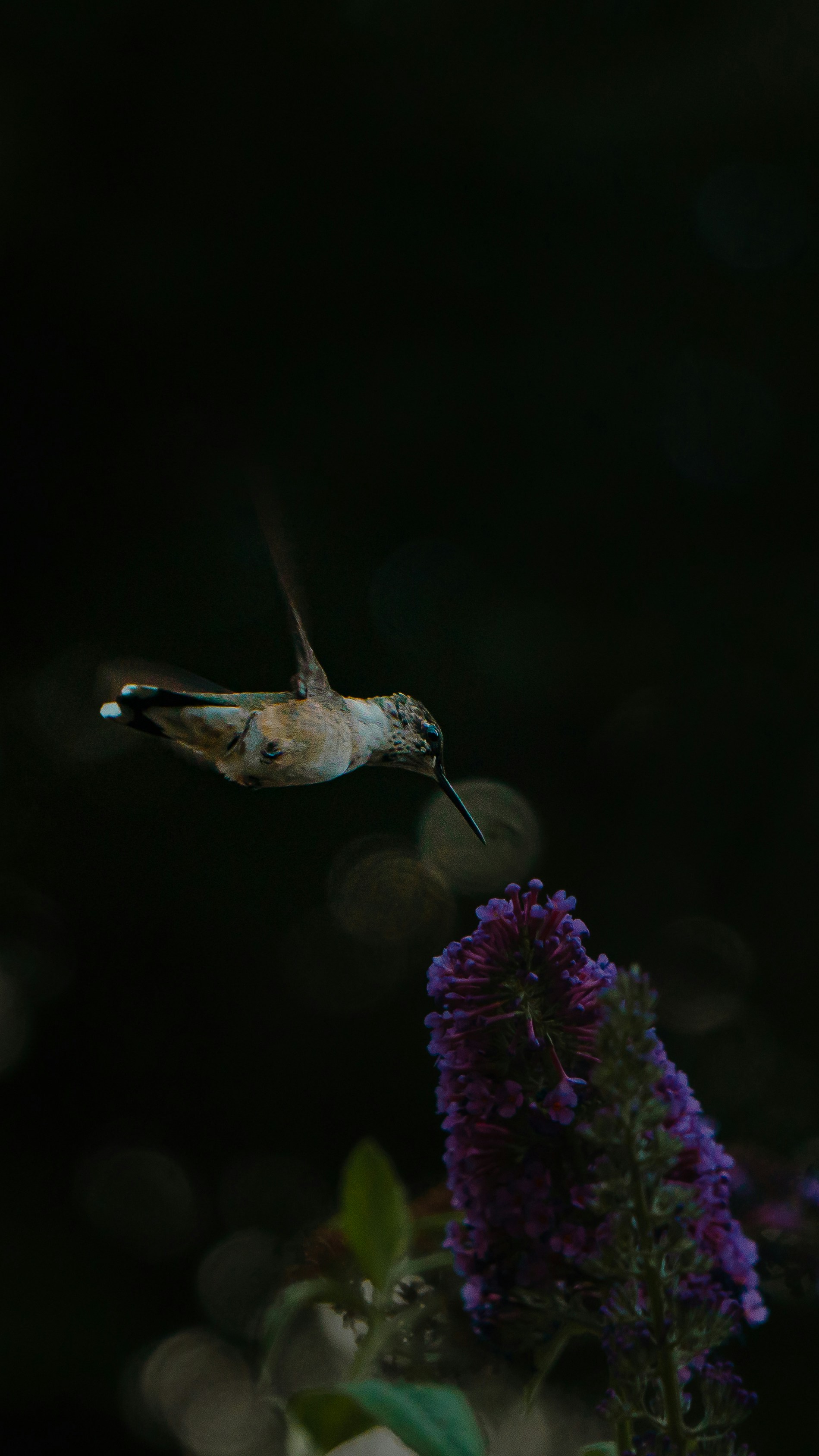 Hovering Hummingbird: Narrow Swoop Toward a Violet Bloom