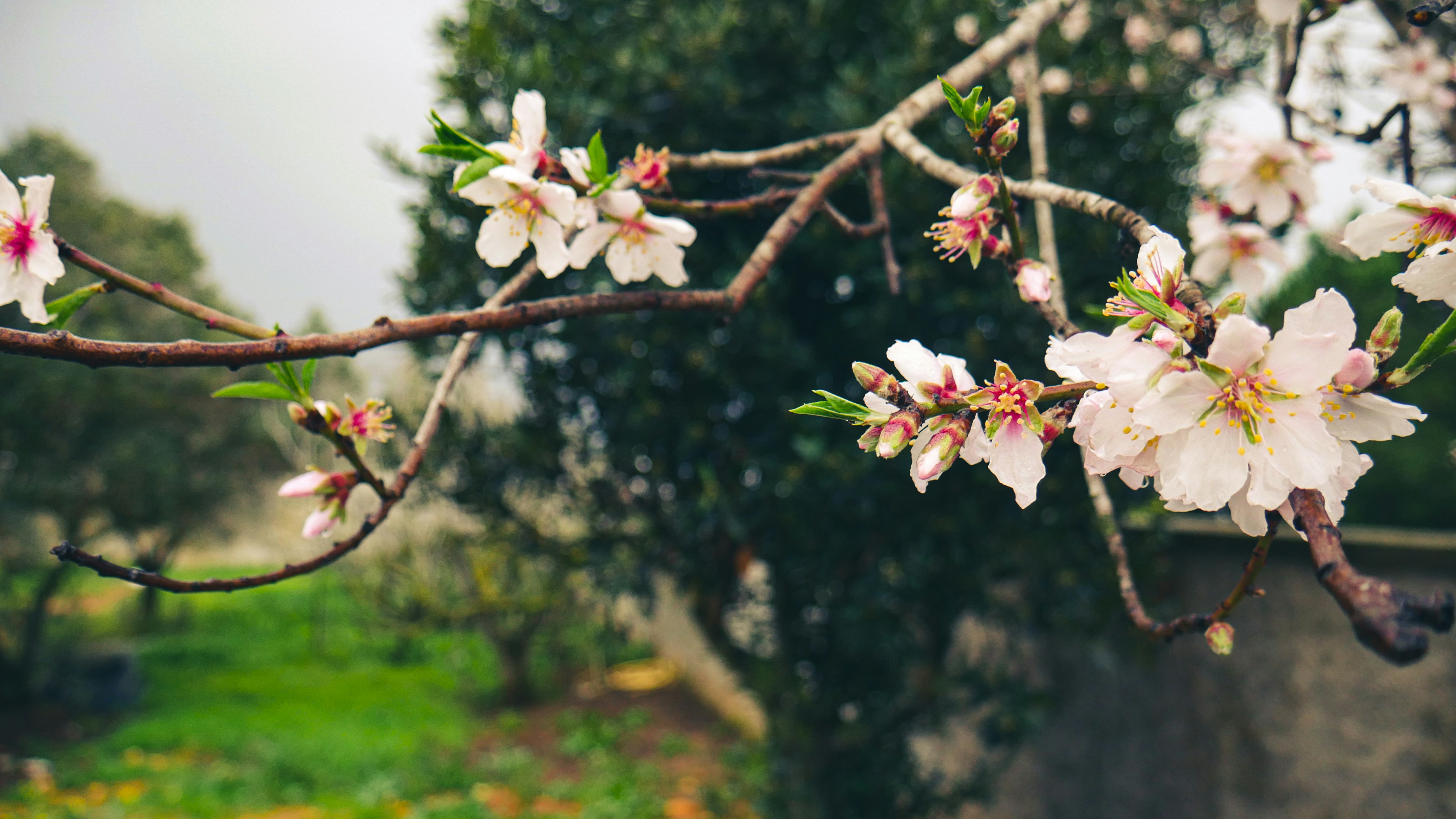 Spring's Gentle Bloom: Pale Pink Blossoms on a Quiet Branch